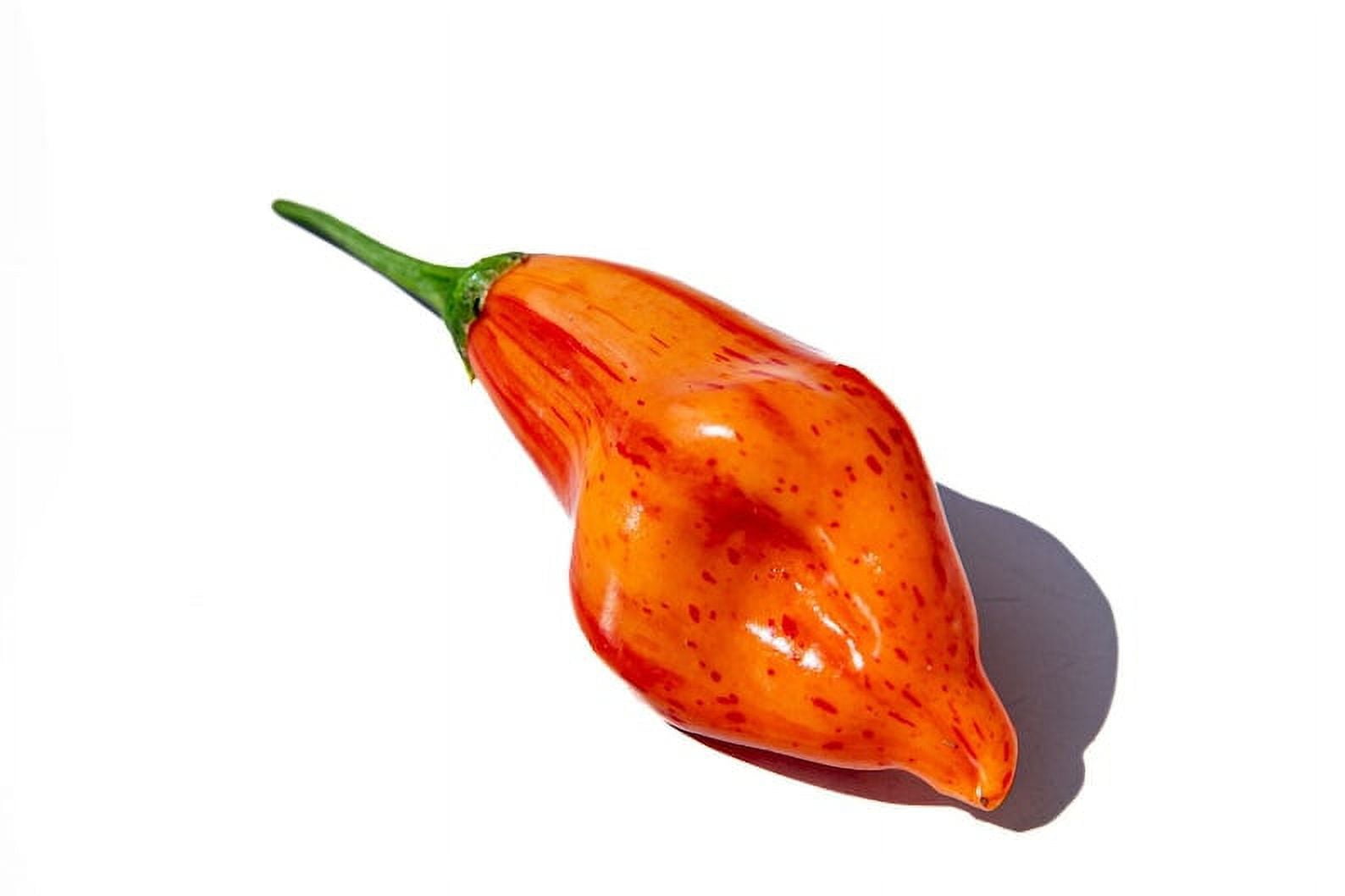 Tangerine Tiger Striped Sugar Rush Heirloom Pepper Premium Seed Packet ...