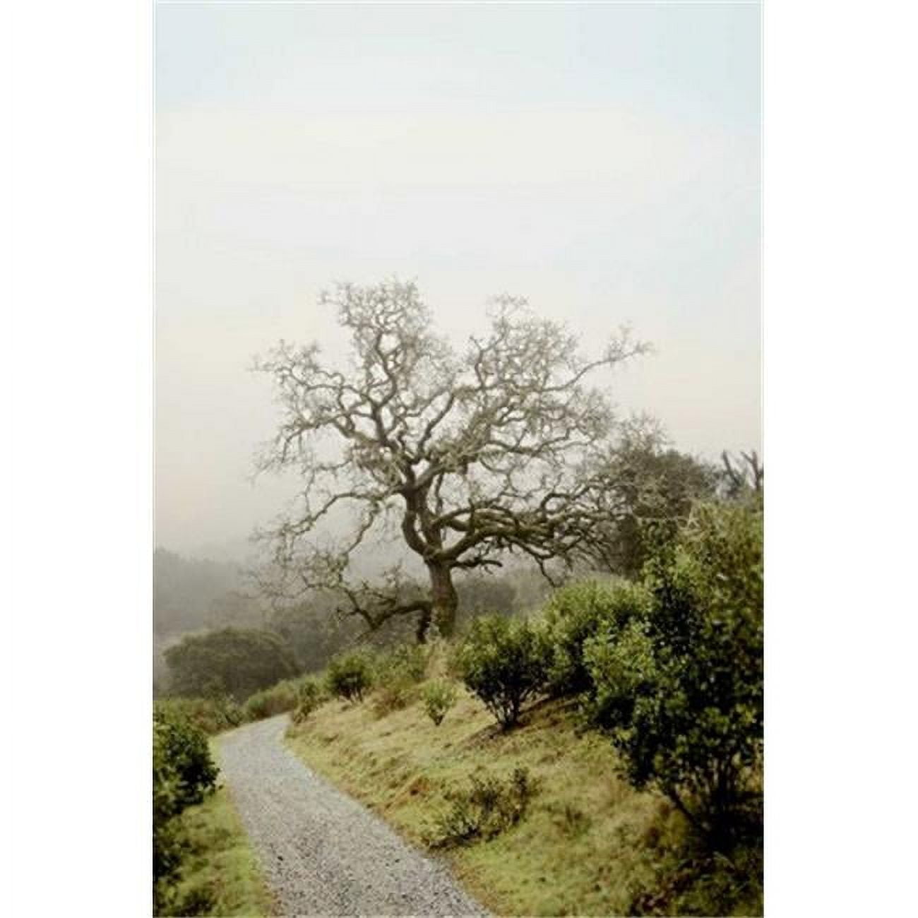 Tangletown Fine Art Oak Tree - 45 By Alan Blaustein, Gallery Wrap ...