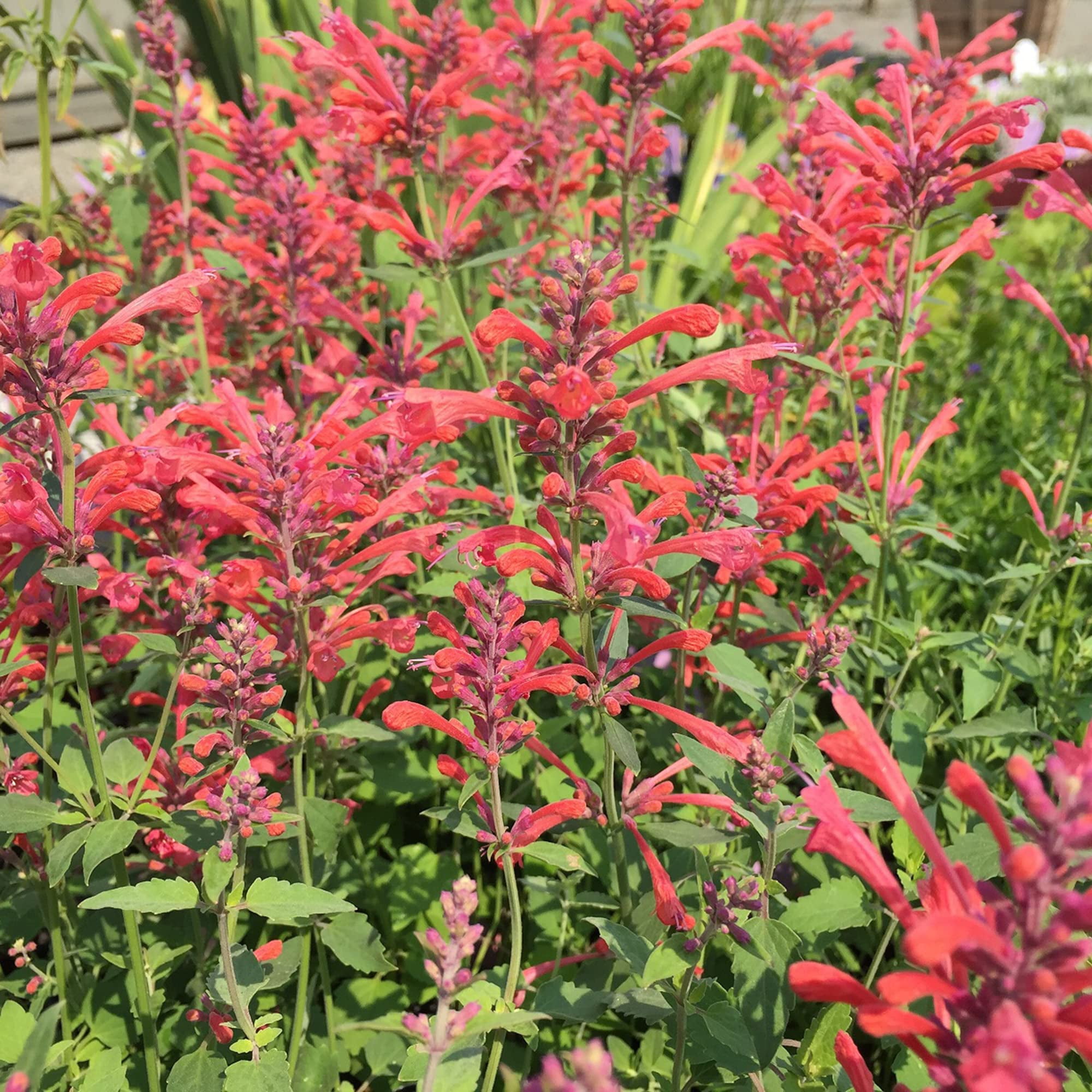 Tango Hummingbird Mint SCH4 Seeds Agastache Rupestris 'Tango' Perennial ...