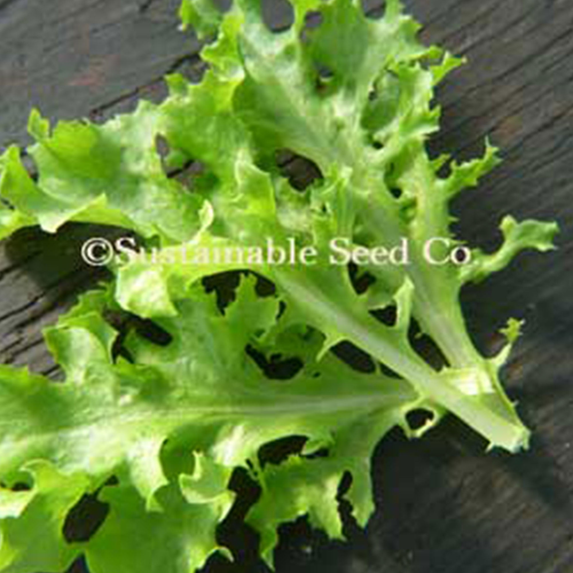 Tango Lettuce Seed - 1 OZ ~25,000 Seeds - Heirloom, Open Pollinated ...