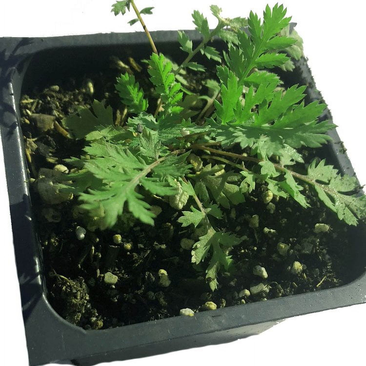 Tansy Plant, (Tanacetum vulgare) 2.5 inch pot - Walmart.com