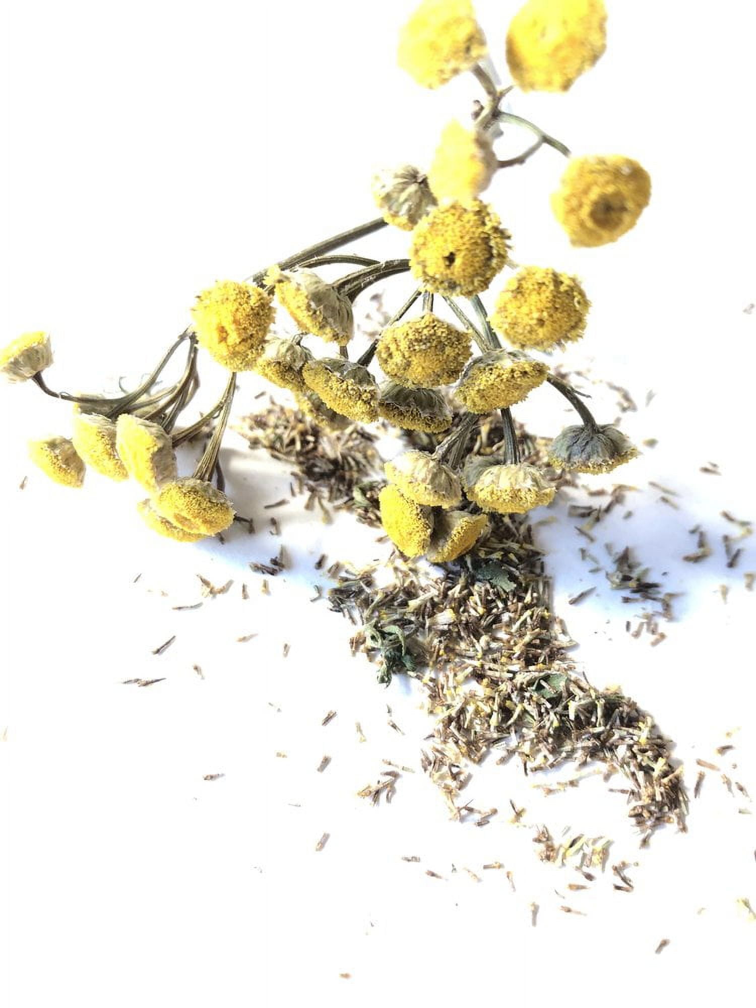 Tansy Seeds (Tanacetum vulgare) 500 Seeds (0.1 grams) - Walmart.com