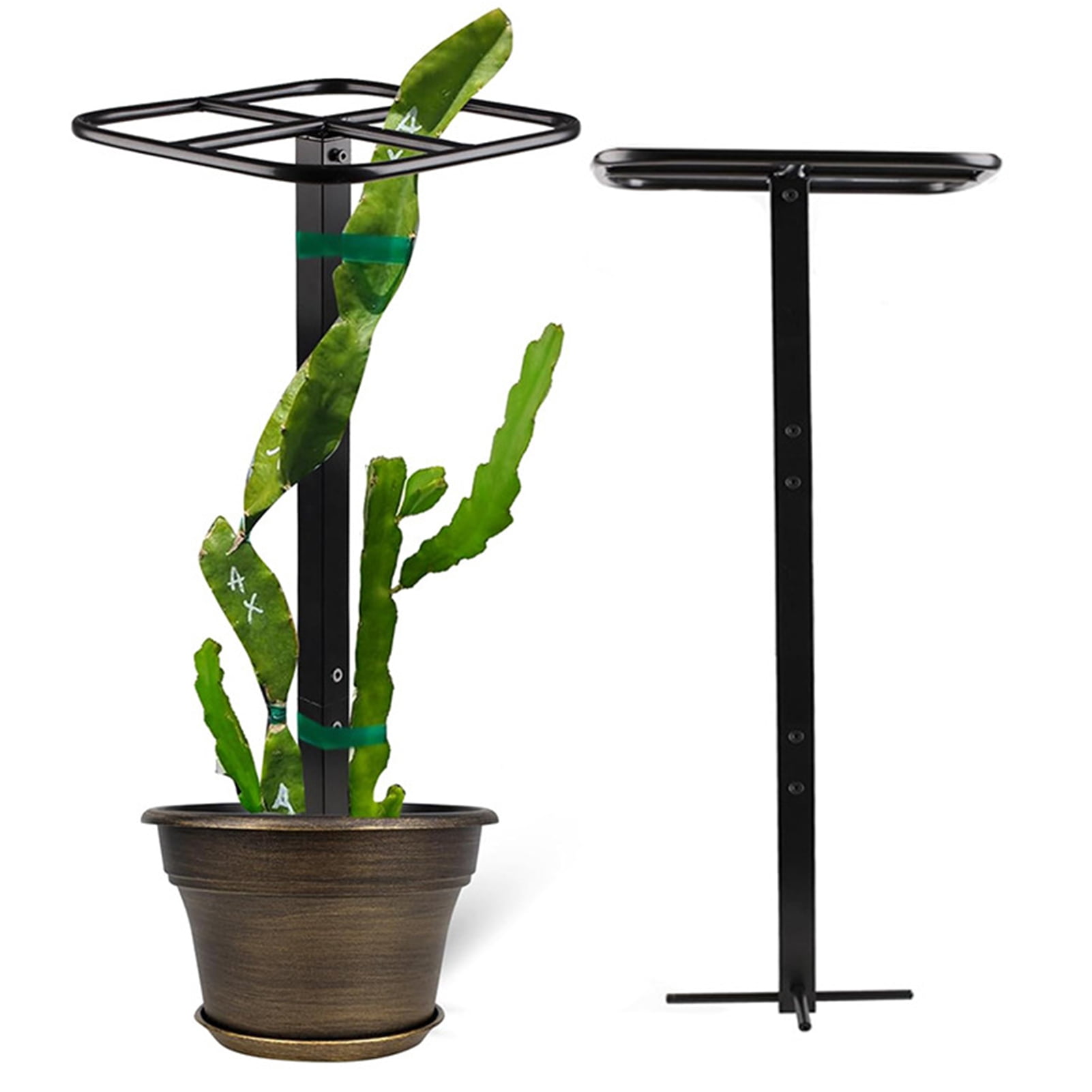 Taolixe Dragon Fruit Trellis Metal Vine Support Trellis Adjustable ...