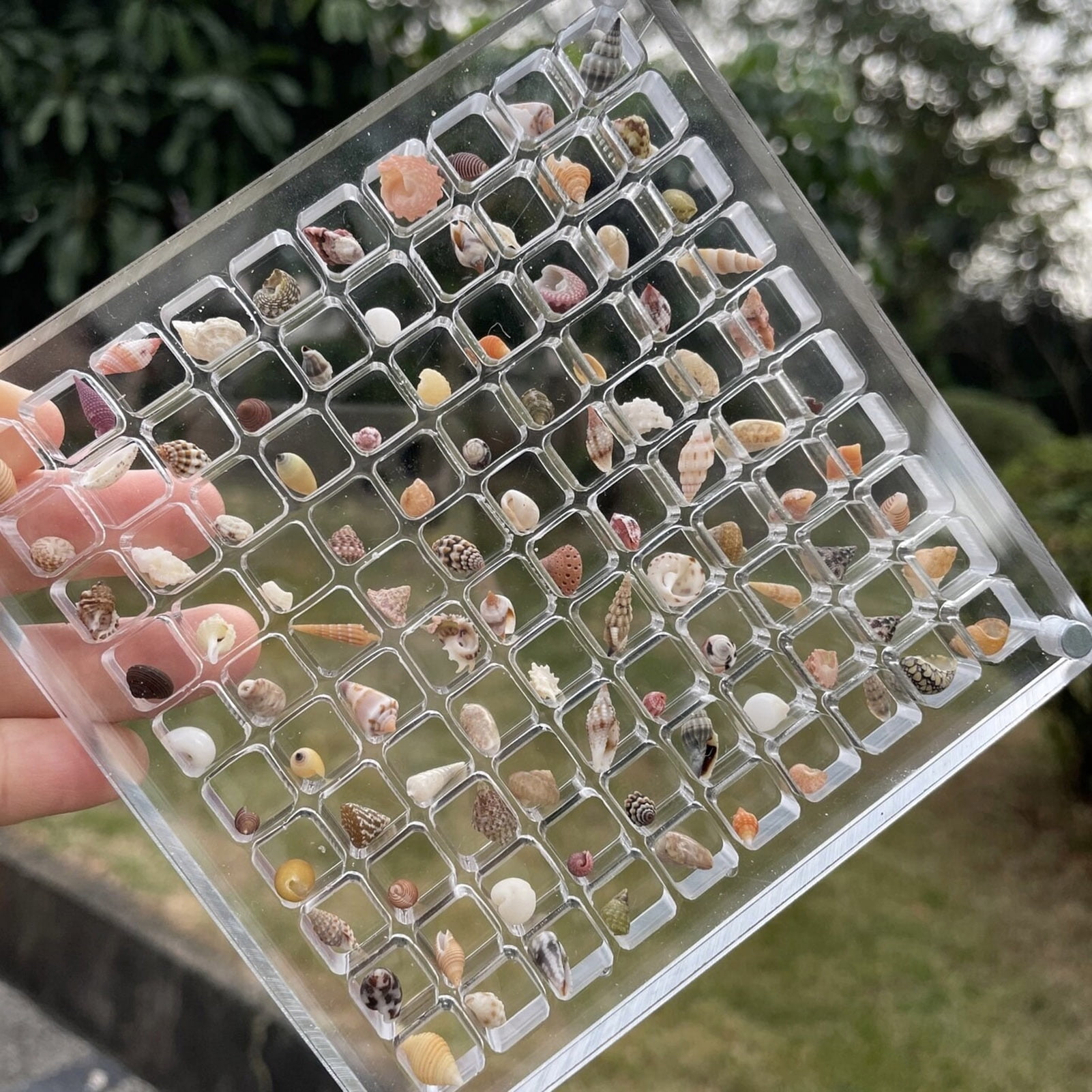 Taosunzt Acrylic Magnetic Seashell Display Box Square Small Crafts ...