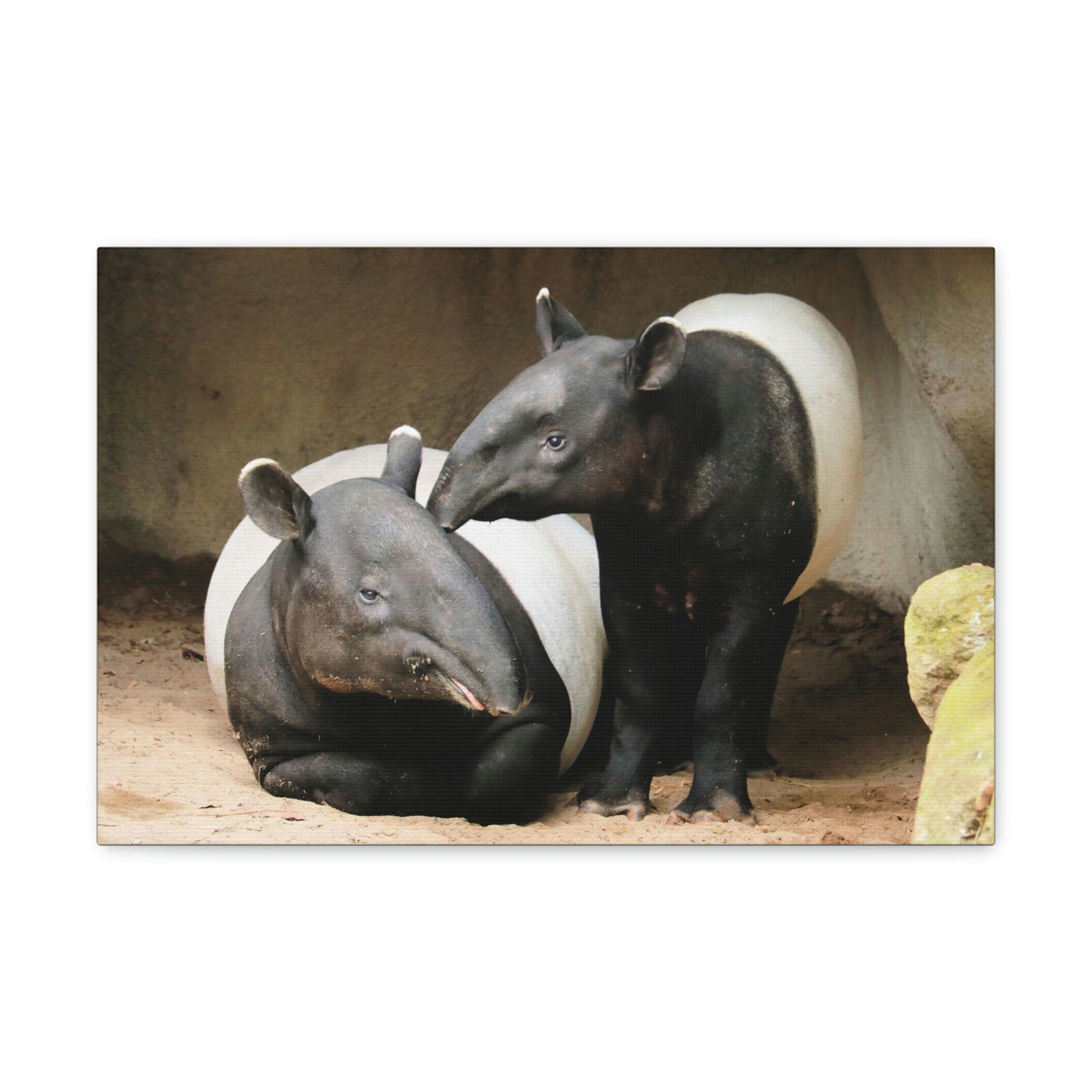 Tapir Couple Tapir Couple Print Animal Wall Art Wildlife Canvas Prints ...