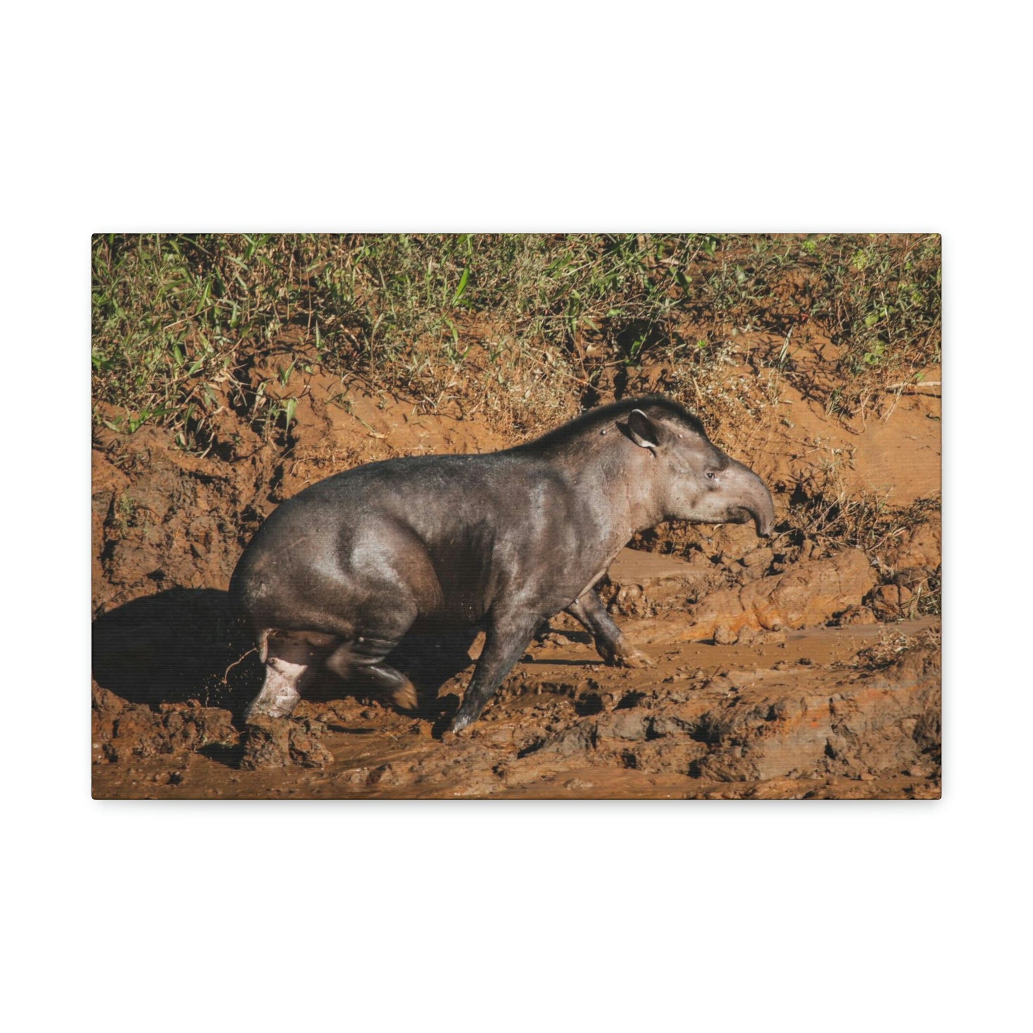 Tapir Hunting Tapir on Hunt Print Animal Wall Art Wildlife Canvas ...
