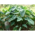 Tara Garden A Bulb Giant Elephant Ear Taro Bulb Alocasia macrorrhizos ...