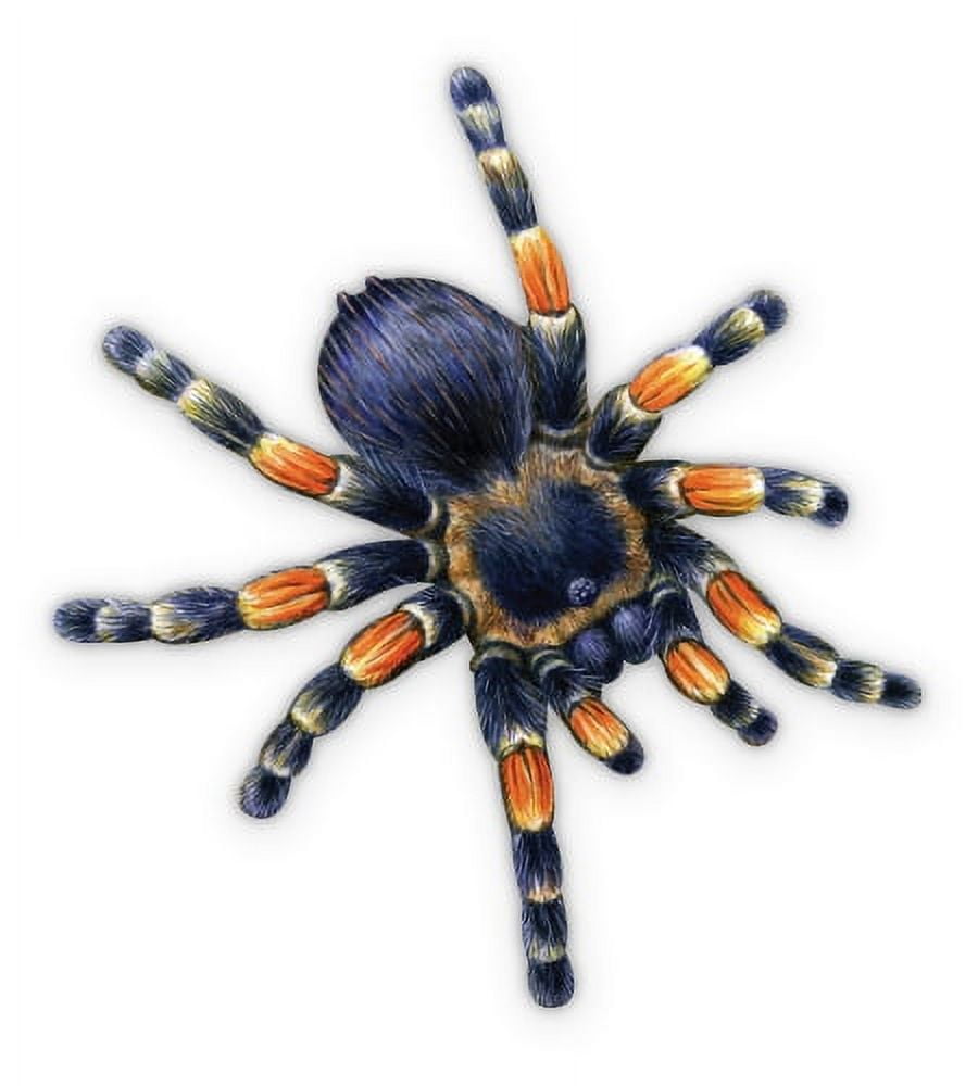 Tarantula - 12" Vinyl Sticker Waterproof Decal - Walmart.com
