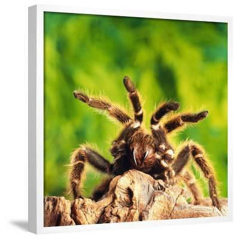 Tarantula, BirdEating Spider, Animals Framed Art Print Wall Art by Andy ...