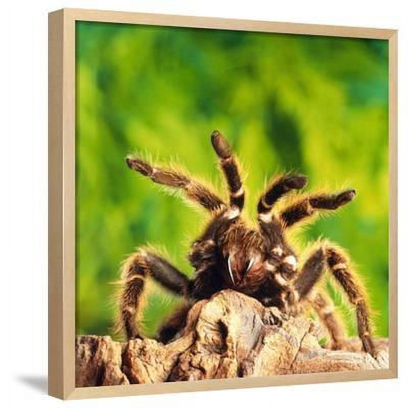 Tarantula, BirdEating Spider, Animals Framed Art Print Wall Art by Andy ...