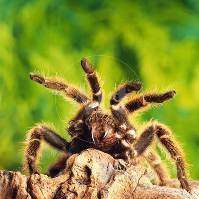 Tarantula, BirdEating Spider, Animals Unframed Photographic Print Wall ...