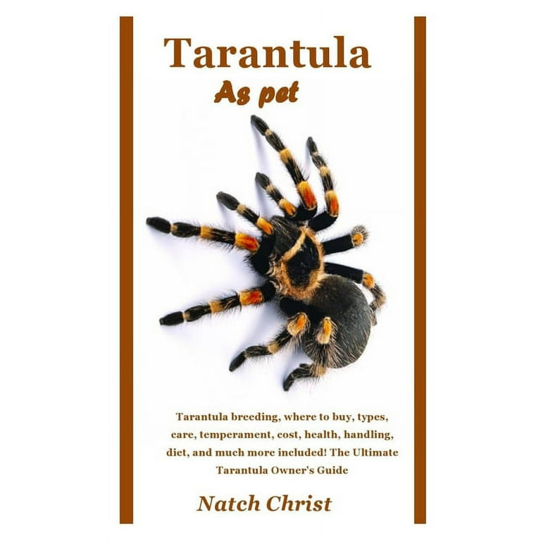 tarantula pet