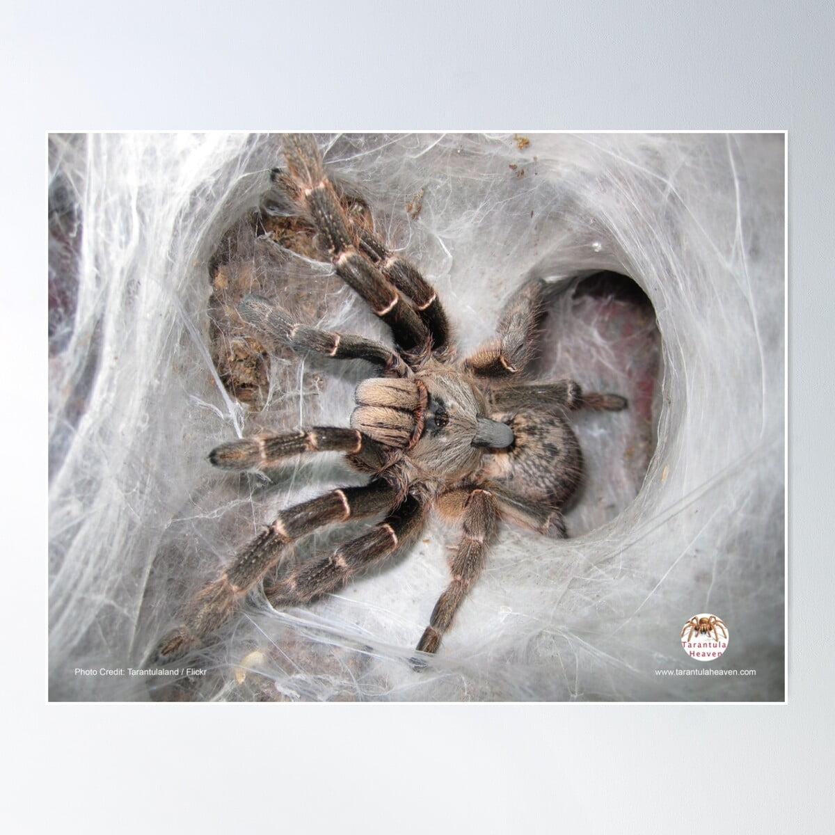 Tarantula Spider Poster Wall Art, Modern Wall Decor For Living Room ...