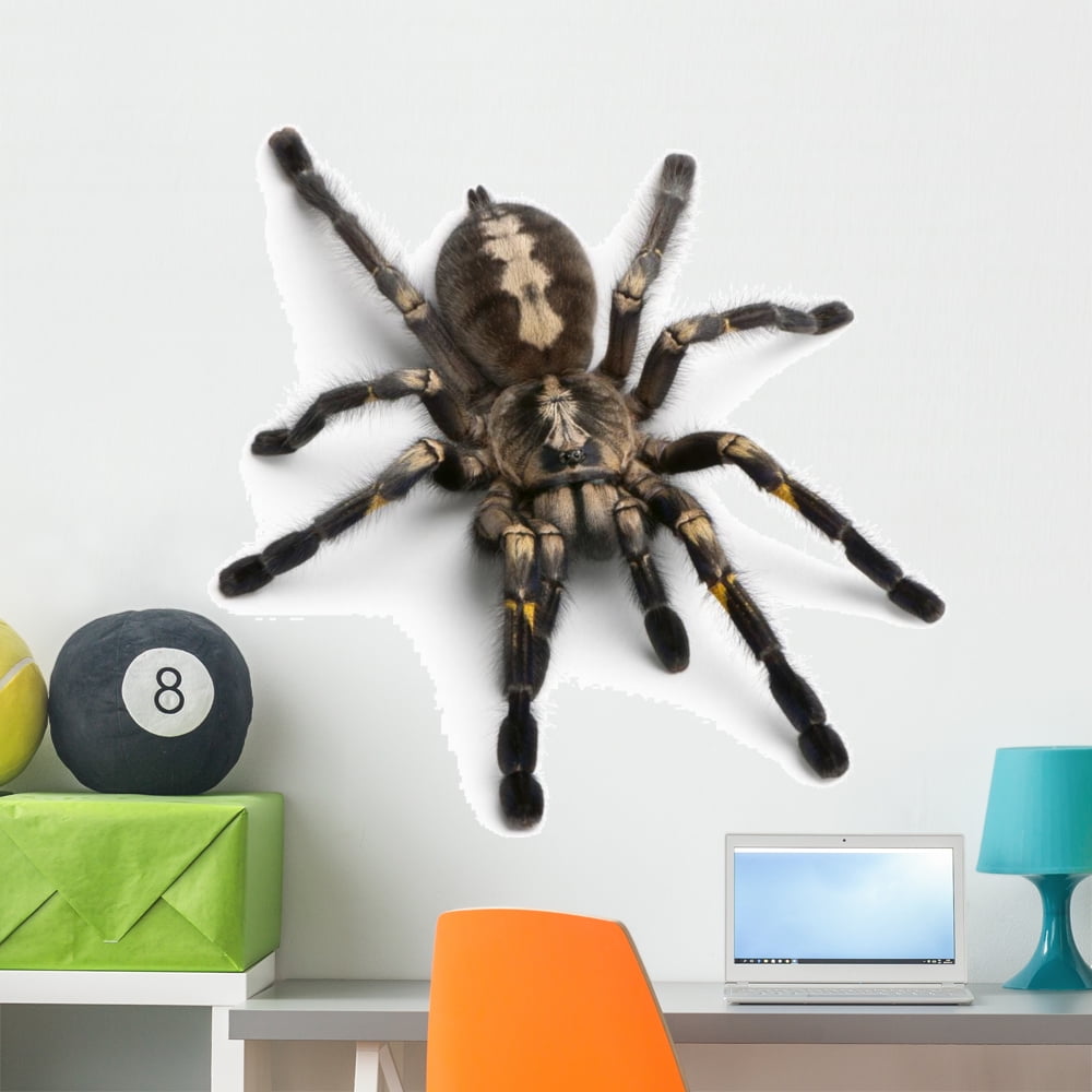 Tarantula Spider Wall Decal by Wallmonkeys Peel and Stick Graphic (36 ...