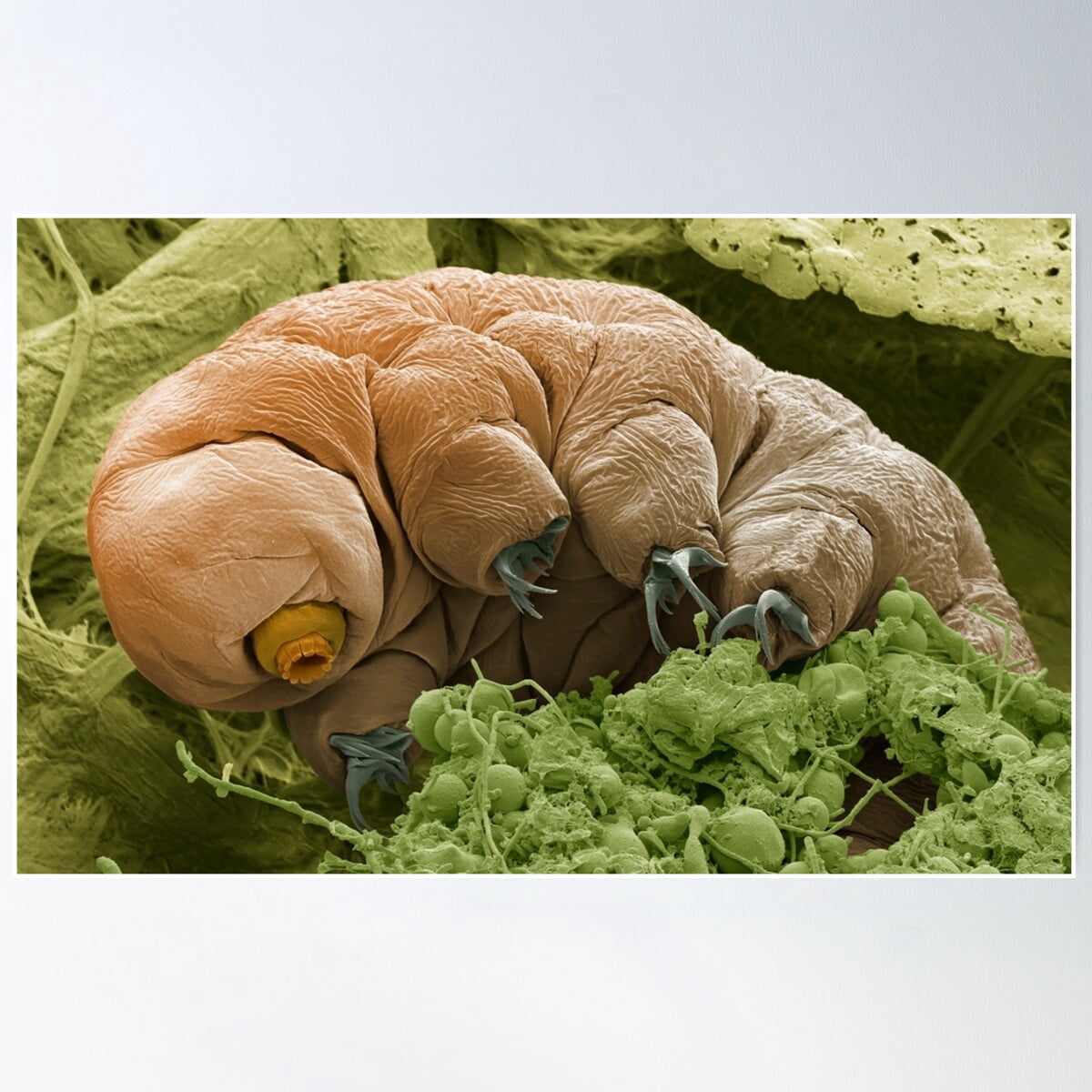 Tardigrade, Sem (C046/0905) Poster Wall Art, Modern Wall Decor For ...