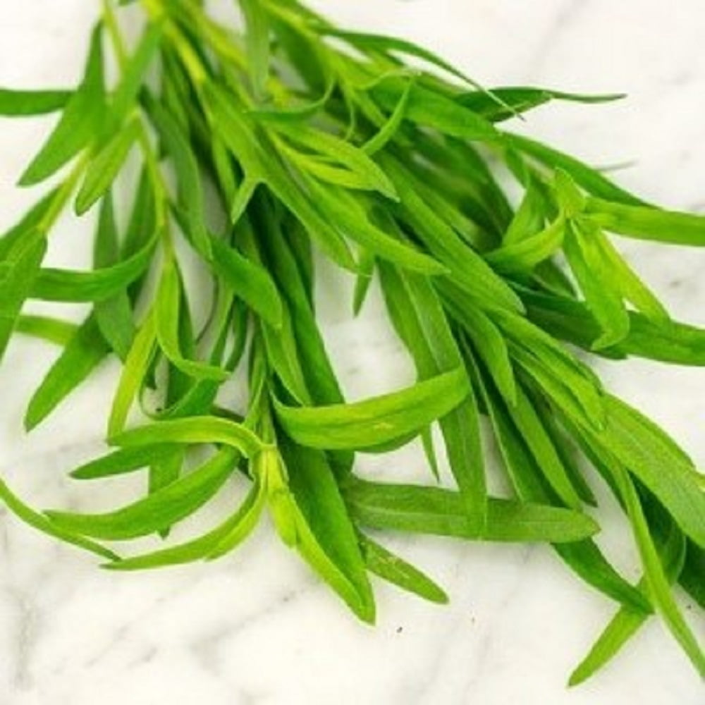 Tarragon, Tarragon HERB Seed, Non- GMO, 200 Seeds PER Package - Walmart.com