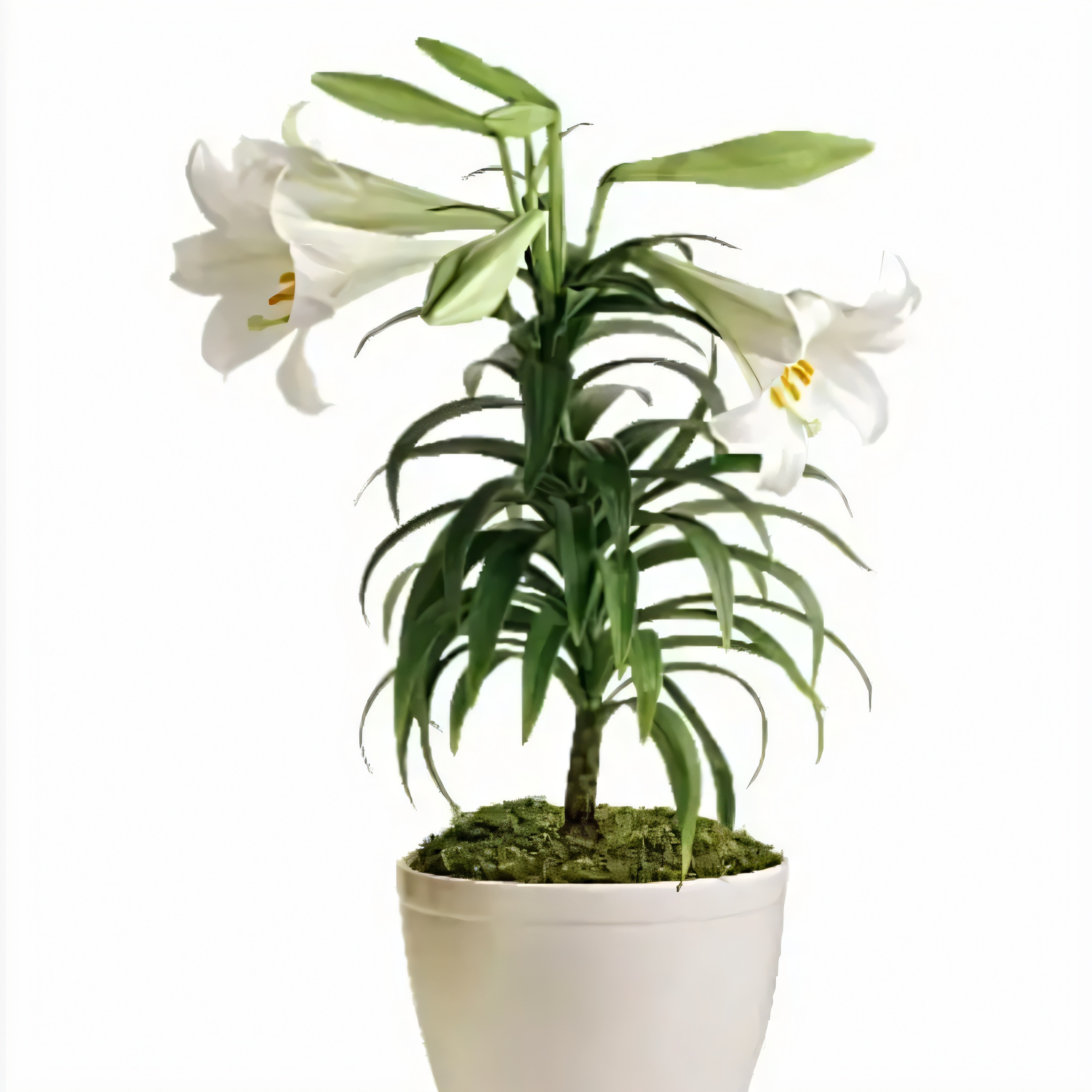 Tasha's Flowers Easter Lily - as Shown - Walmart.com