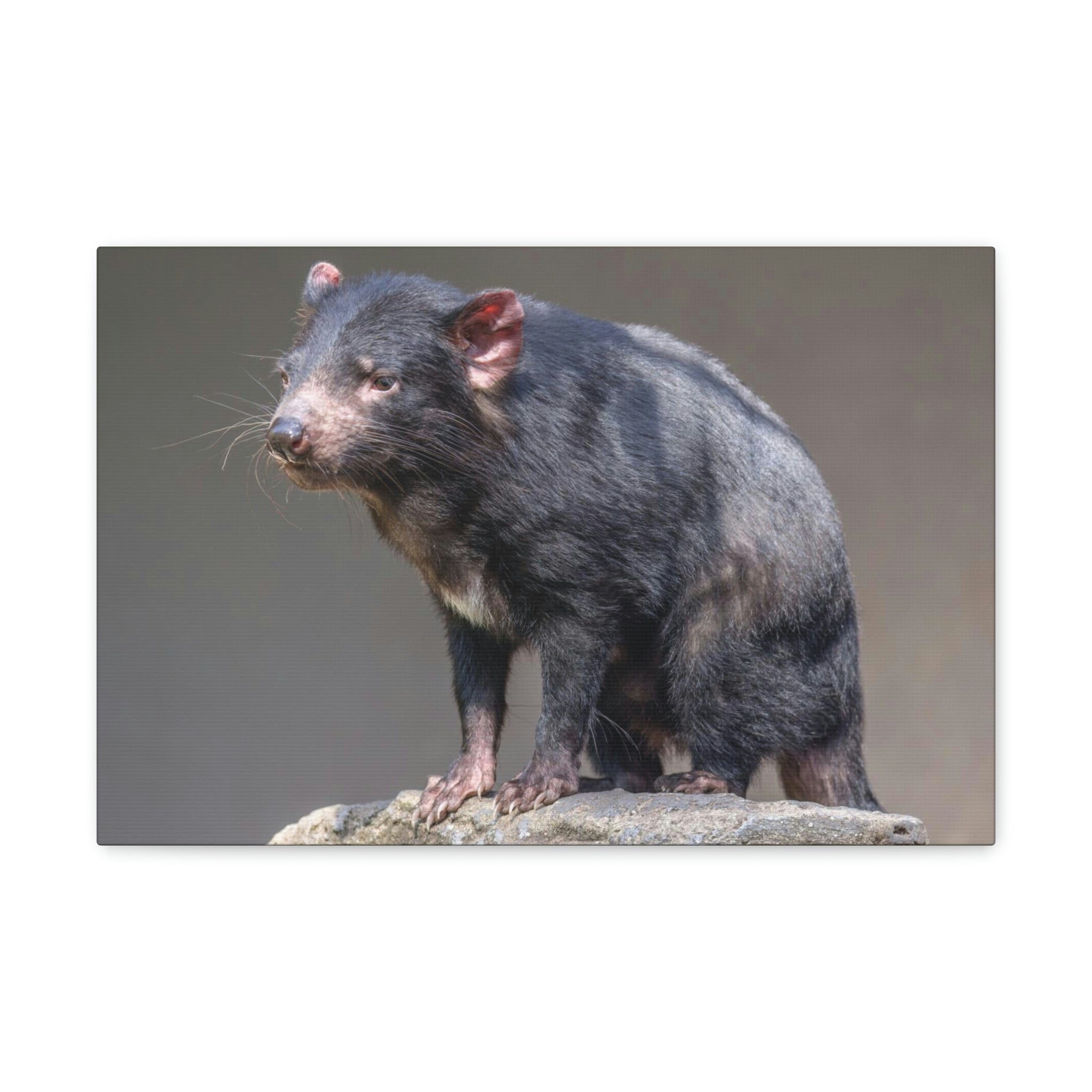 Tasmanian Devil Hunting Tasmanian Devil on Hunt Print Animal Wall Art ...