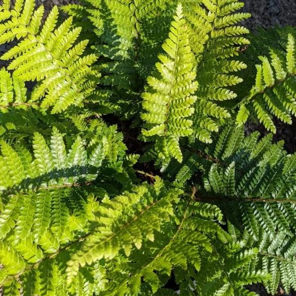 1 gal Autumn Live Fern Plant - Walmart.com