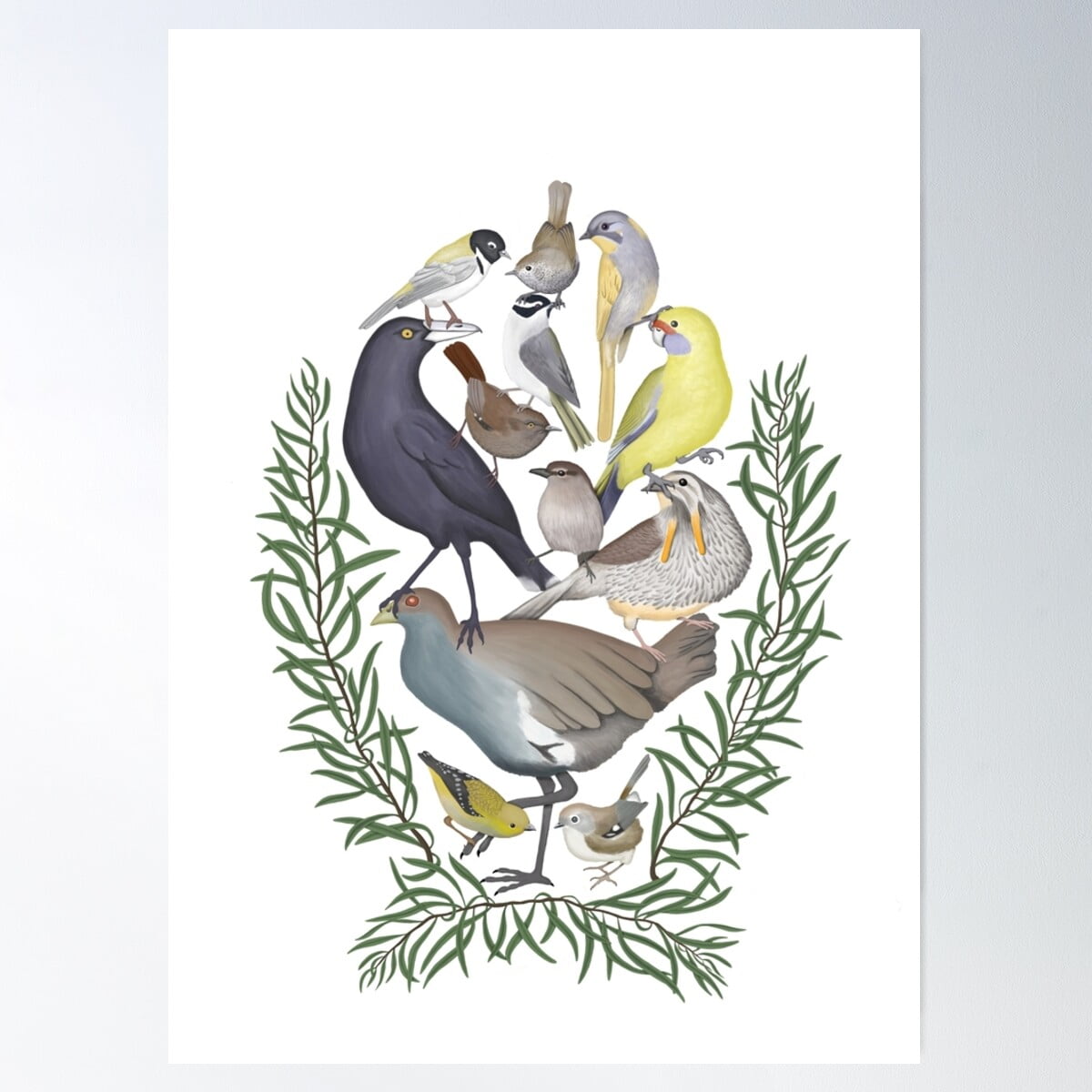 Tassie'S Endemic Birds Poster Wall Art, Modern Wall Decor For Living ...