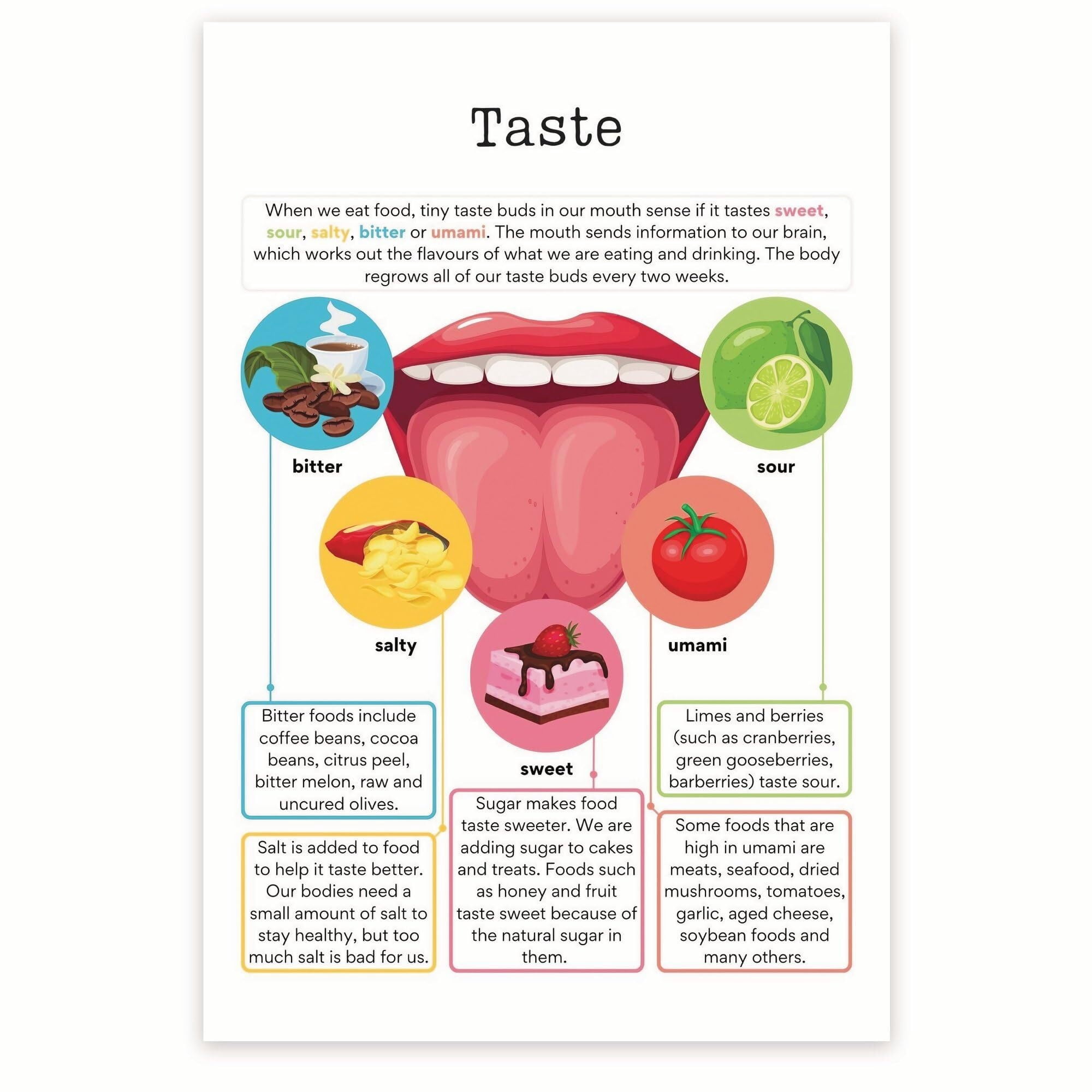 Taste - Anatomy of the Tongue Classroom Educational - Taste Bud Diagram ...