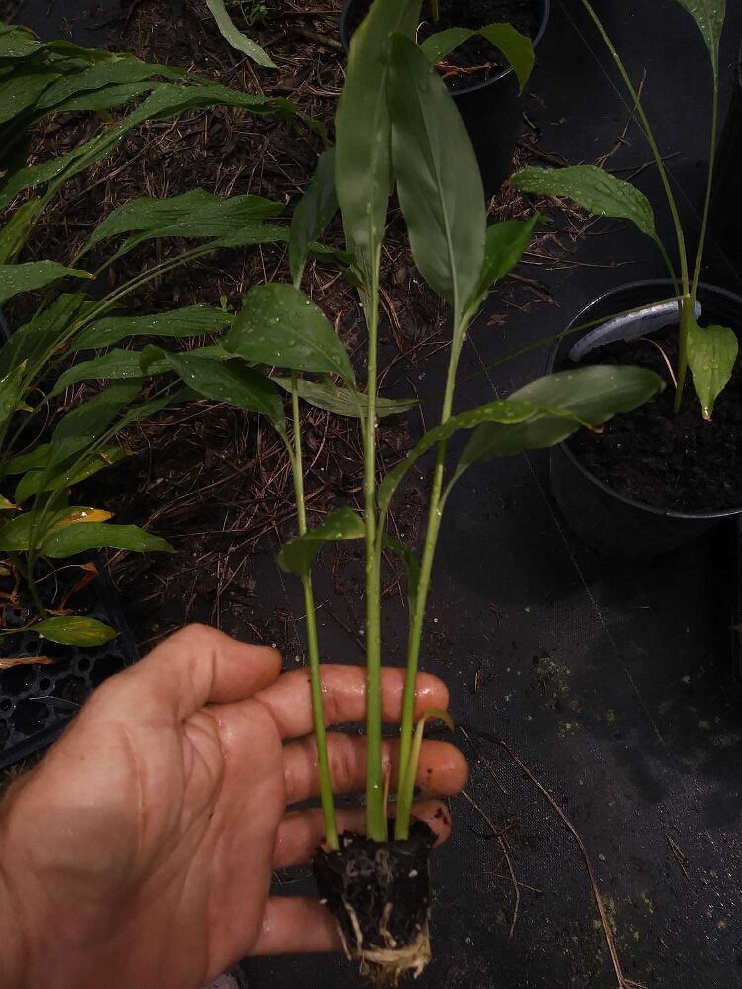 Tasty Thai Ginger Galanga Plant, Rhizome, and Roots 6-8" 3 plants FREE ...
