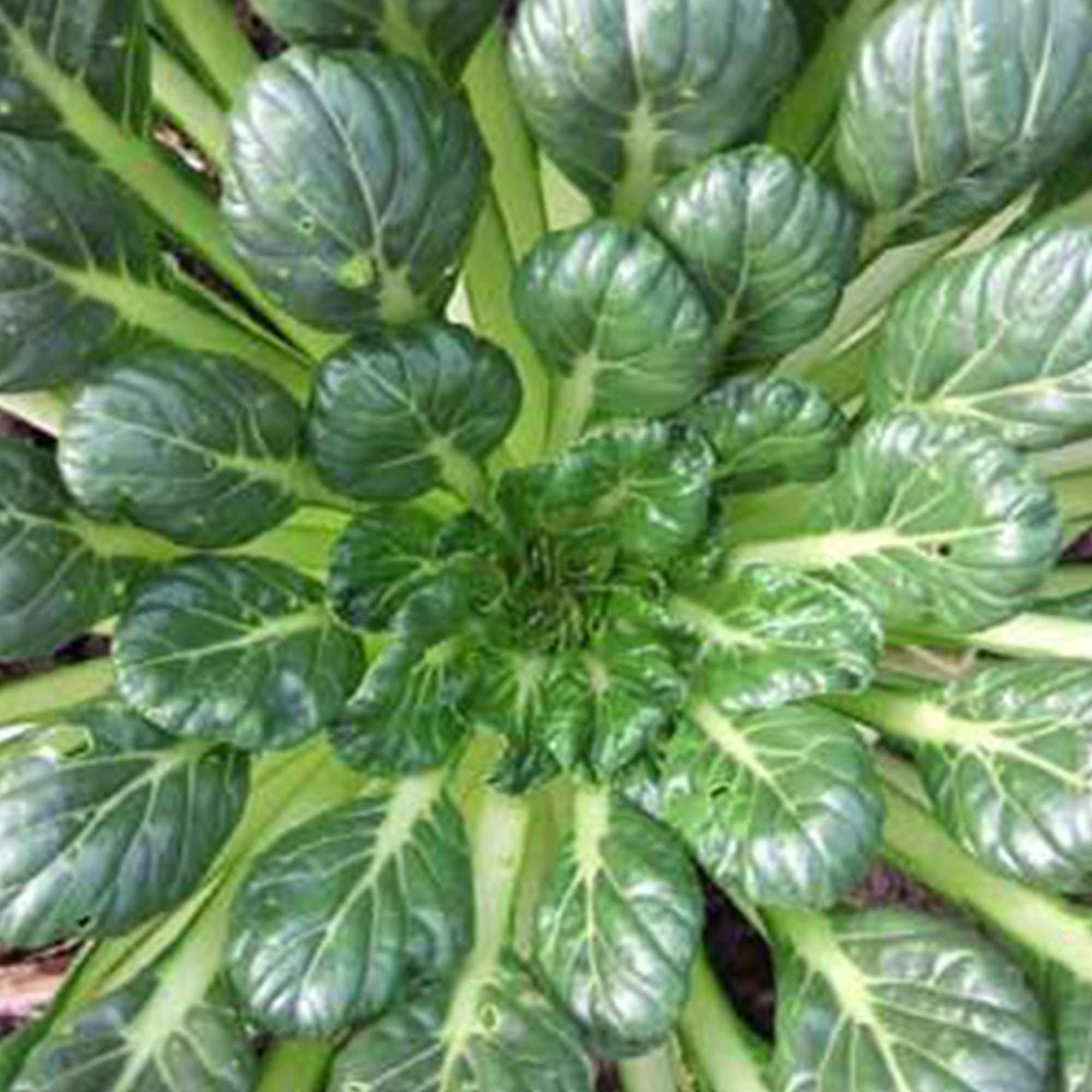 Tatsoi Mustard - 500 mg ~300 Seeds - Heirloom, Open Pollinated, Non-GMO ...