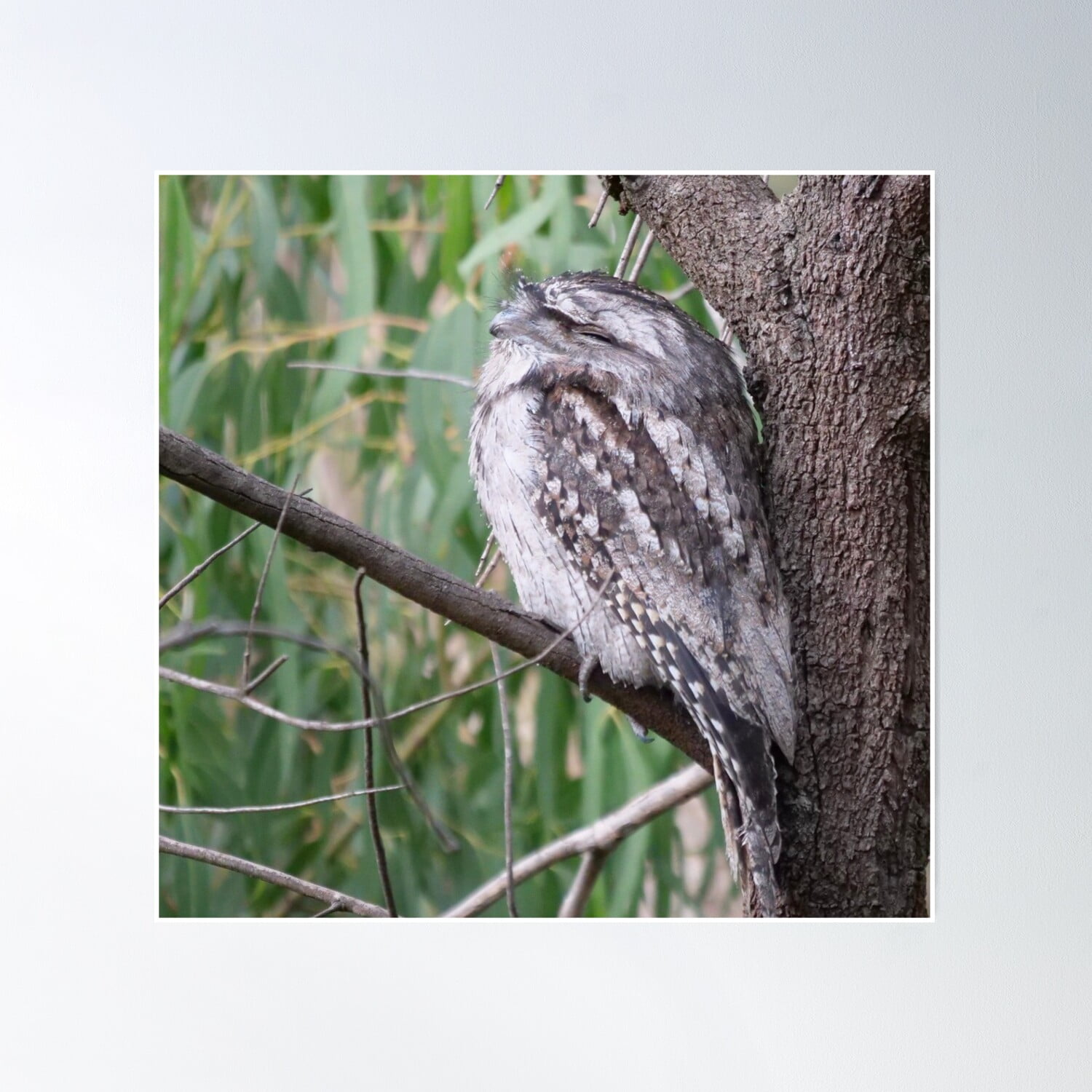 Tawny Frogmouth Nap Time Poster Wall Art, Modern Wall Decor, 24x24 ...
