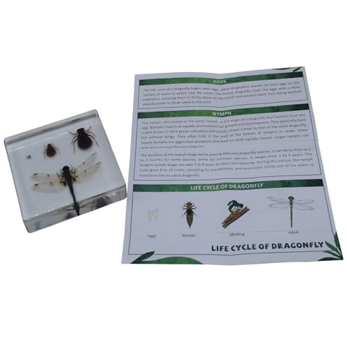 Taxidermy Dragonfly, Life Cycle of Real Dragonfly Specimen Animal ...