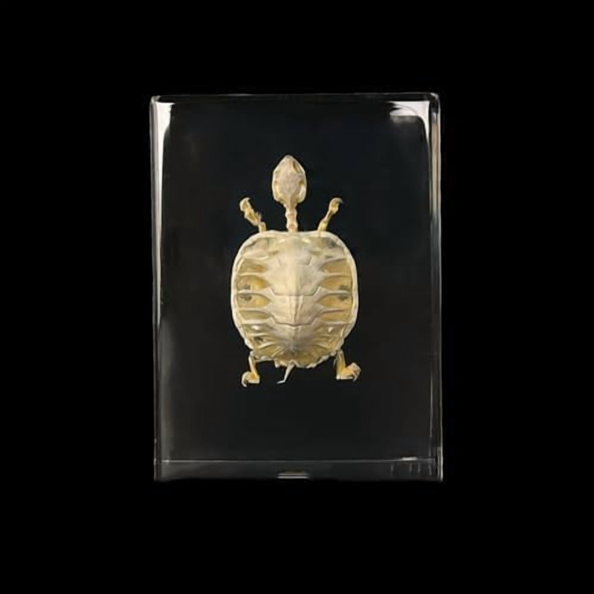 Taxidermy Insect Resin Skeleton, Real Animal Skeleton Block Embedded ...