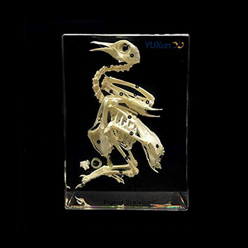 Taxidermy Real Pigeon Bird Skeleton Embedded Specimen Animals Bones ...