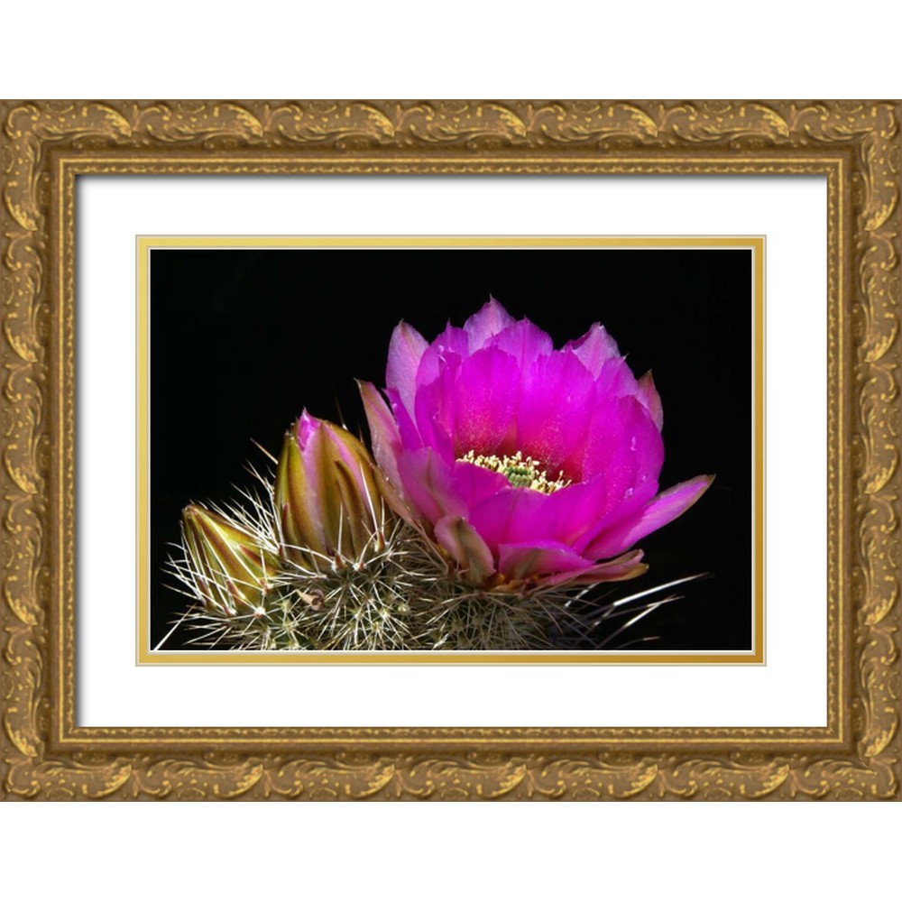 Taylor, Douglas 14x11 Gold Ornate Wood Framed with Double Matting ...