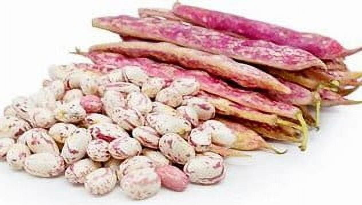 Taylor Dwarf Horticultural Bush Bean Seeds - 100 Count Seed Pack - A ...