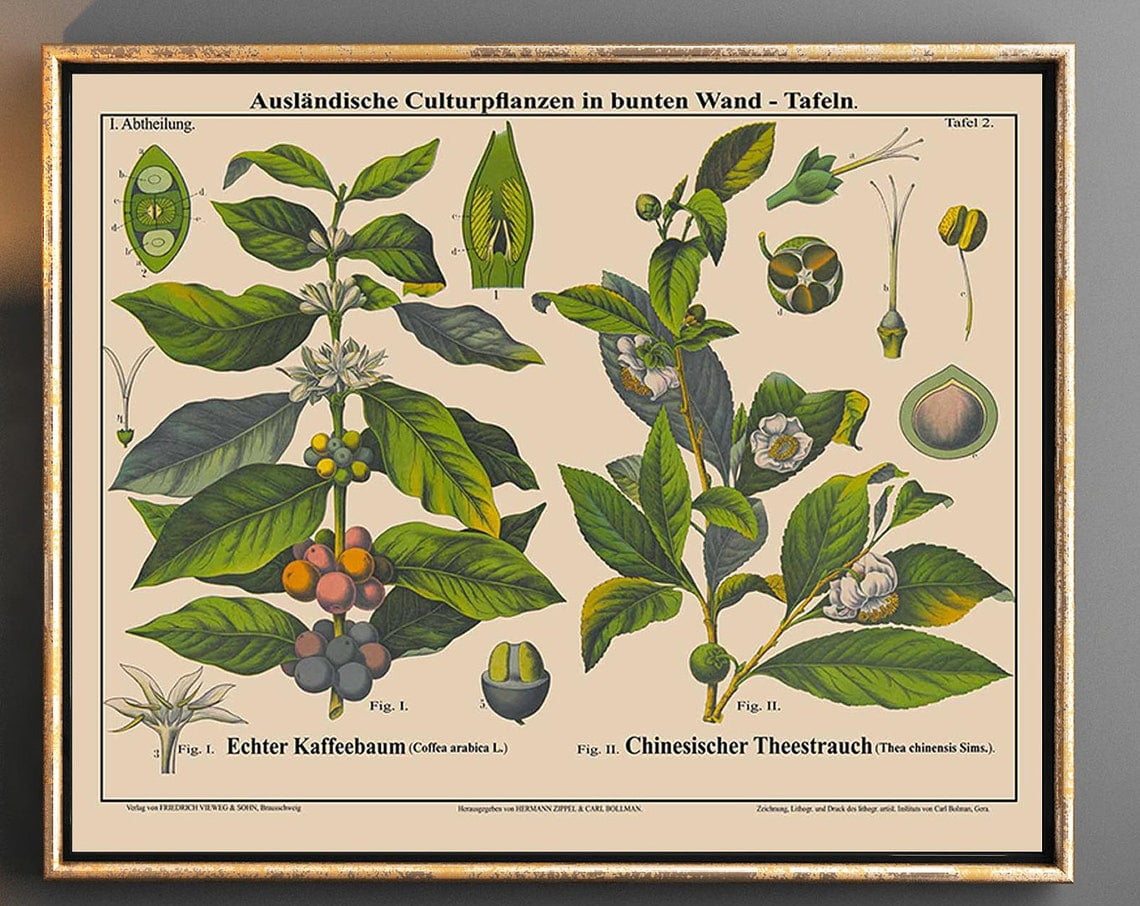 Tea And Coffee Plant Botanical Print Rare Coffee Decor Cafe Poster Cafe ...