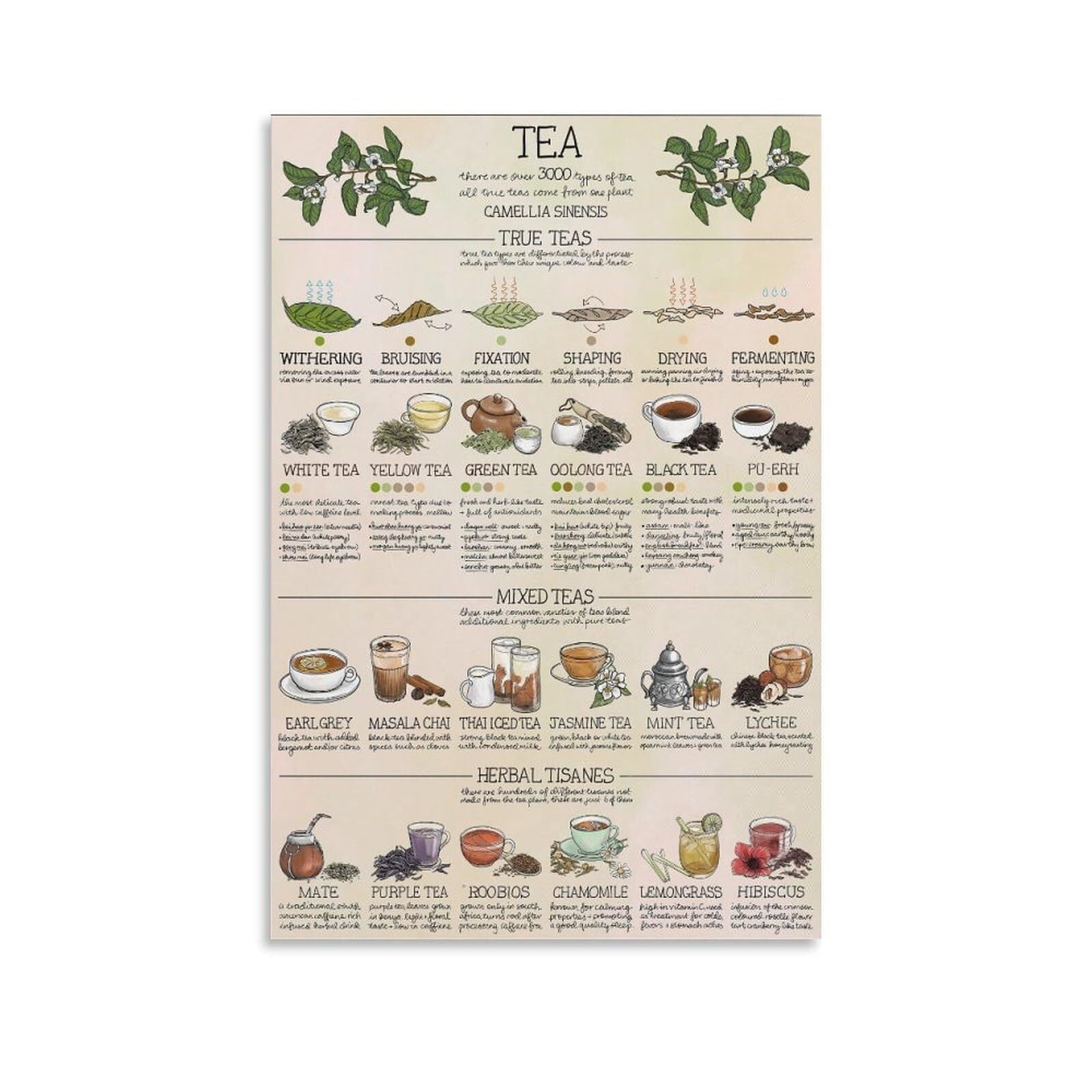 Tea Chart Poster Types of Teas Poster - Walmart.com