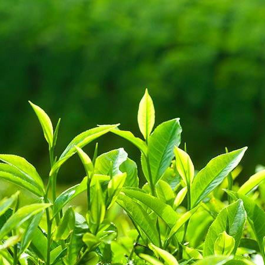 Tea Plant - 1 Gallon - Walmart.com