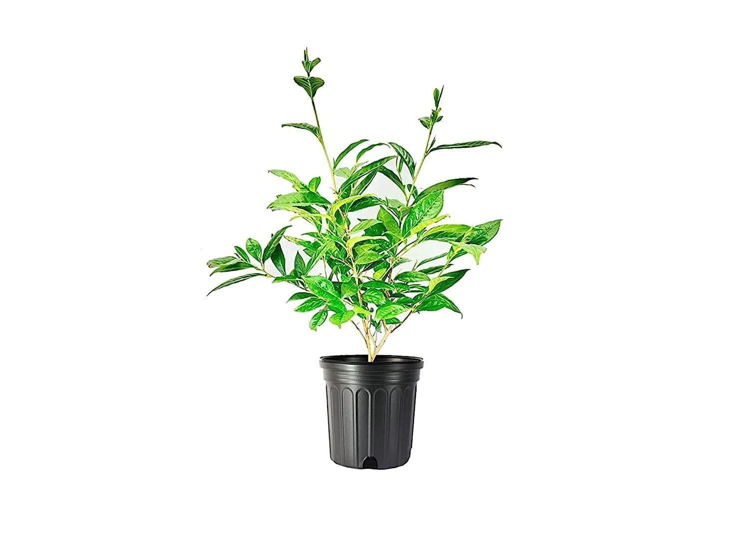 Tea Plant Camellia Sinensis 1 Large Live Gallon Size Plant Grow and ...