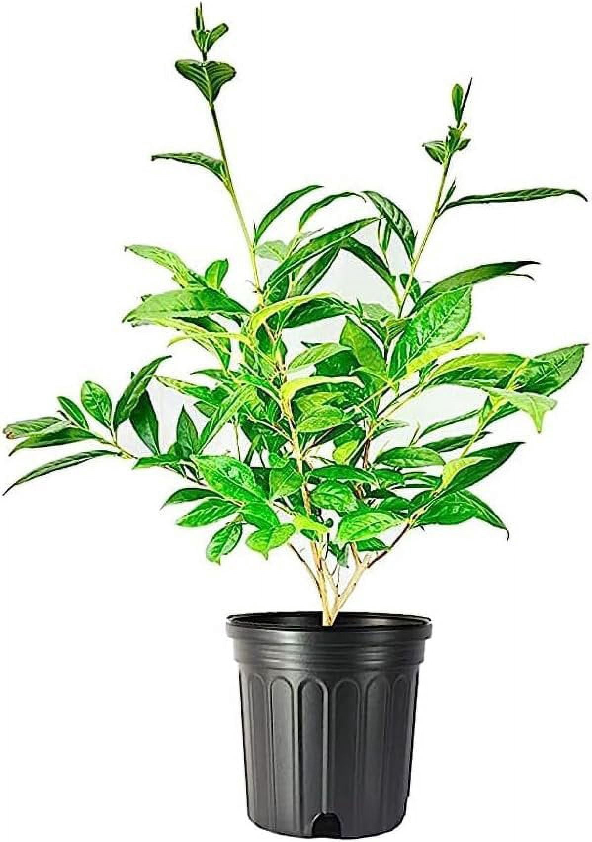 Tea Plant Camellia Sinensis 1 Large Live Gallon Size Plant Grow and ...