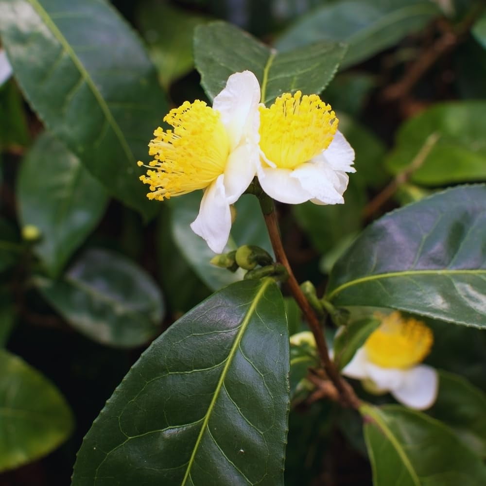Tea Plant Camellia Sinensis Plants Live, Set 2 Plants, Live Tea Plant ...