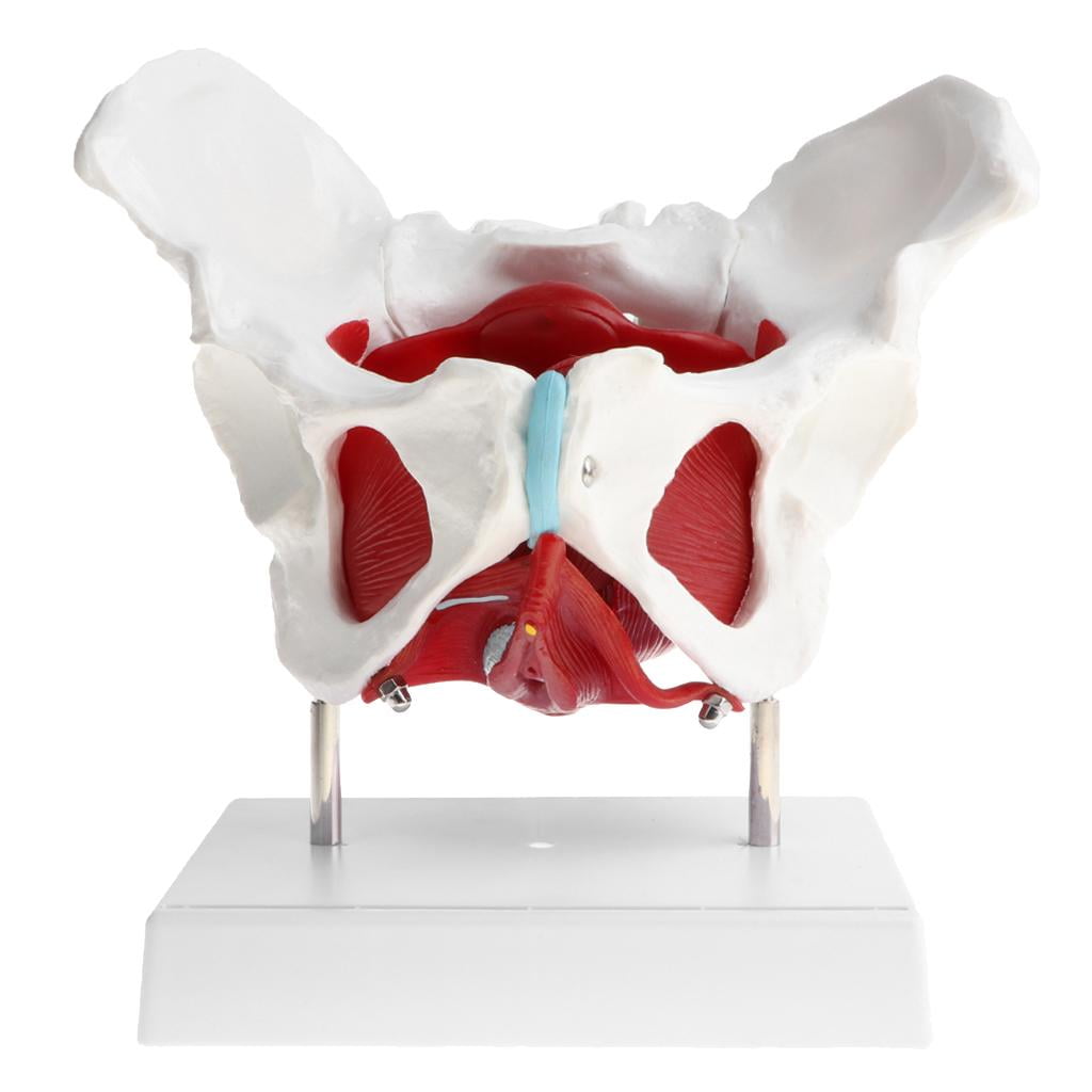 Walmart Teaching Female Pelvis Model, Life Size, Removable Organs, Lab ...