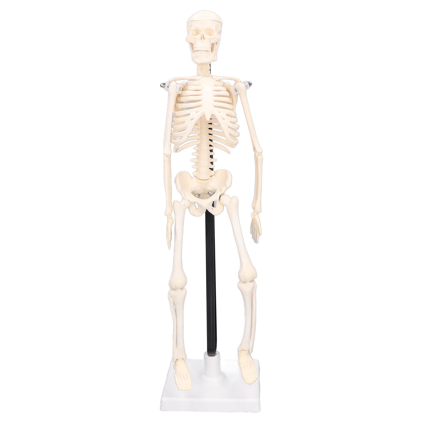 Teaching Skeleton Model, Anatomy Human Skeleton Model Detachable Firm ...
