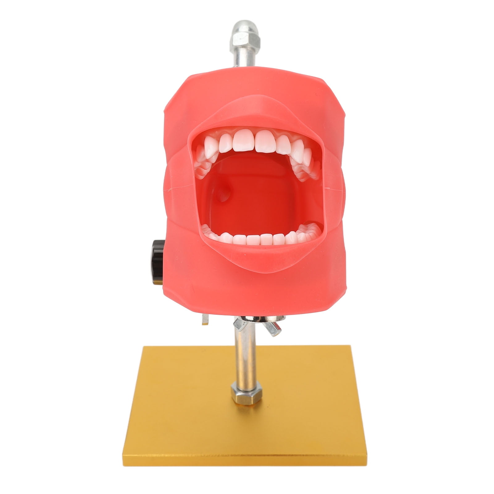 Teaching Teeth Model Stainless Steel Demonstration Display Teeth Model ...