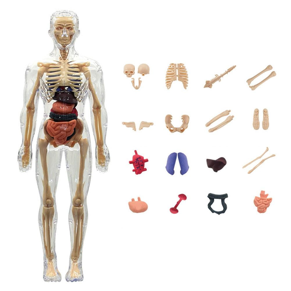 Teaching Tool 3D Human Torso Model DIY Mannequin Skeleton Anatomy Model ...