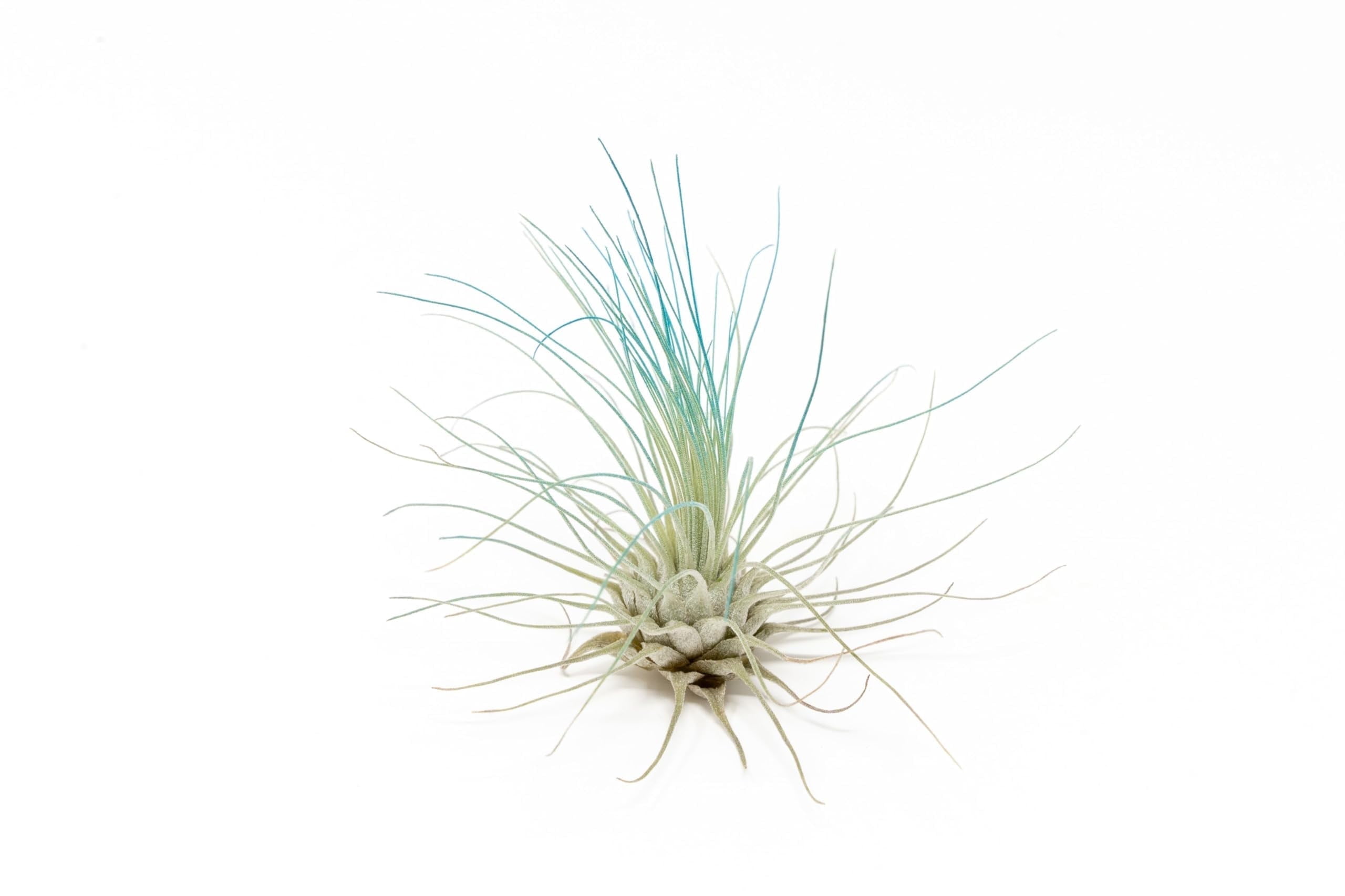 Teal Blue Colorful Tillandsia Air Plants - Long Lasting Color Enhanced ...