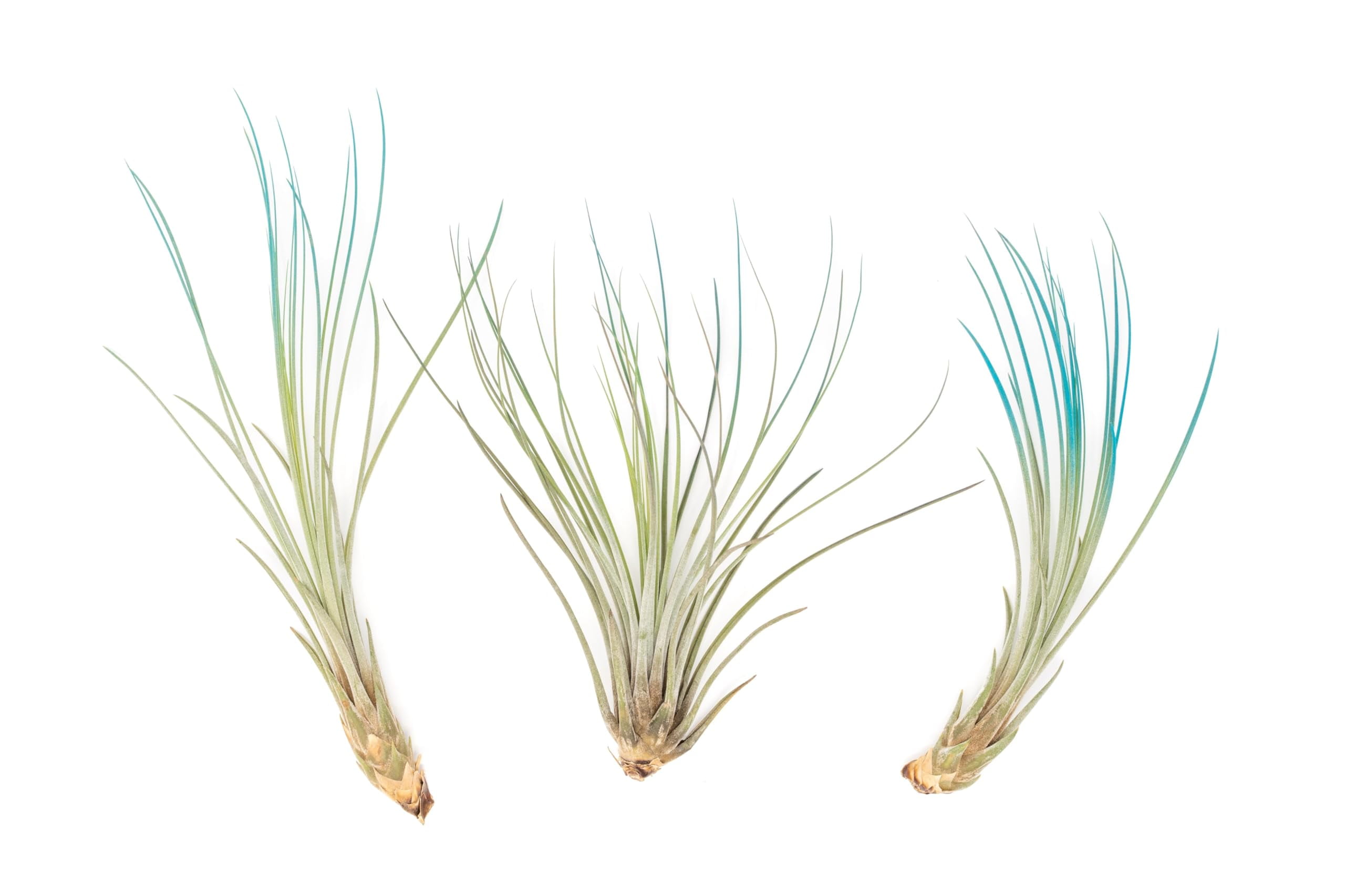 Teal Blue Colorful Tillandsia Air Plants - Long Lasting Color Enhanced ...