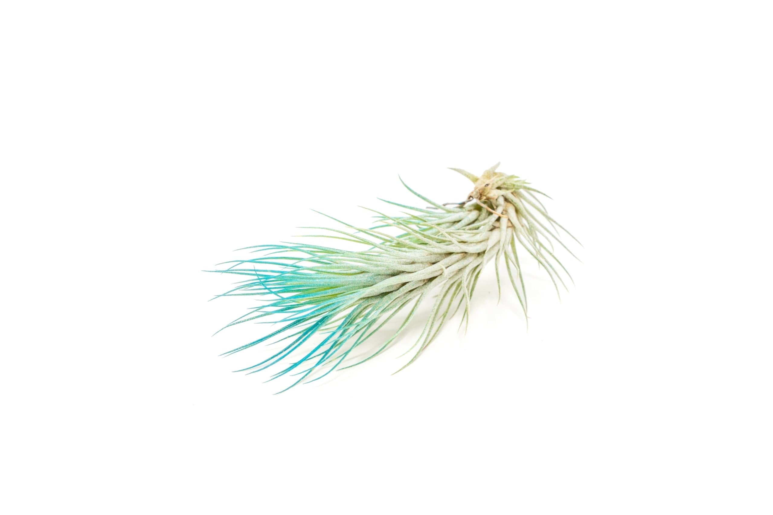 Teal Blue Colorful Tillandsia Air Plants - Long Lasting Color Enhanced ...