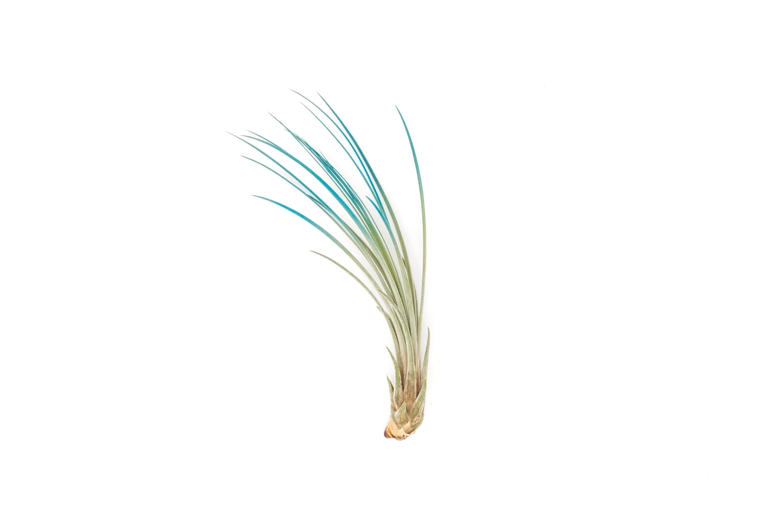 Teal Blue Colorful Tillandsia Air Plants - Long Lasting Color Enhanced ...