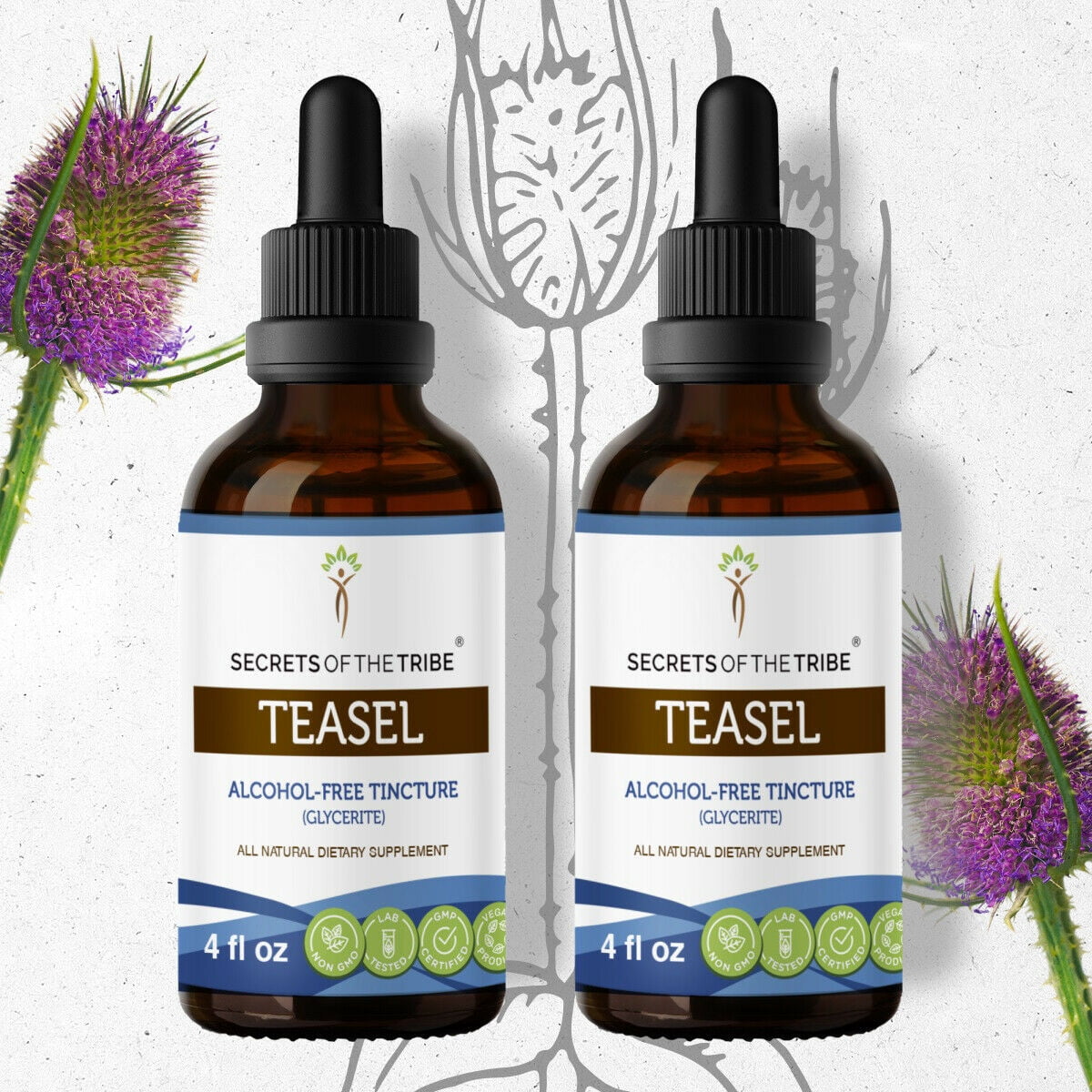 Teasel Tincture Alcohol-FREE Extract, Teasel Dipsacus fullonum ...