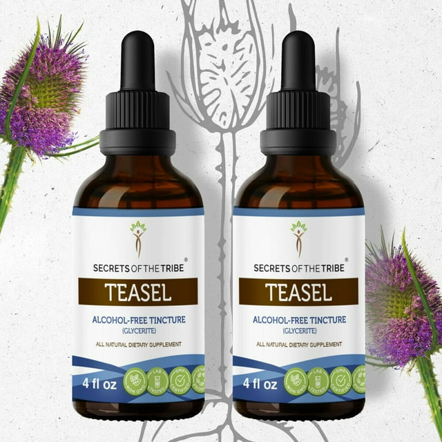 Teasel Tincture Alcohol-FREE Extract, Teasel Dipsacus fullonum ...