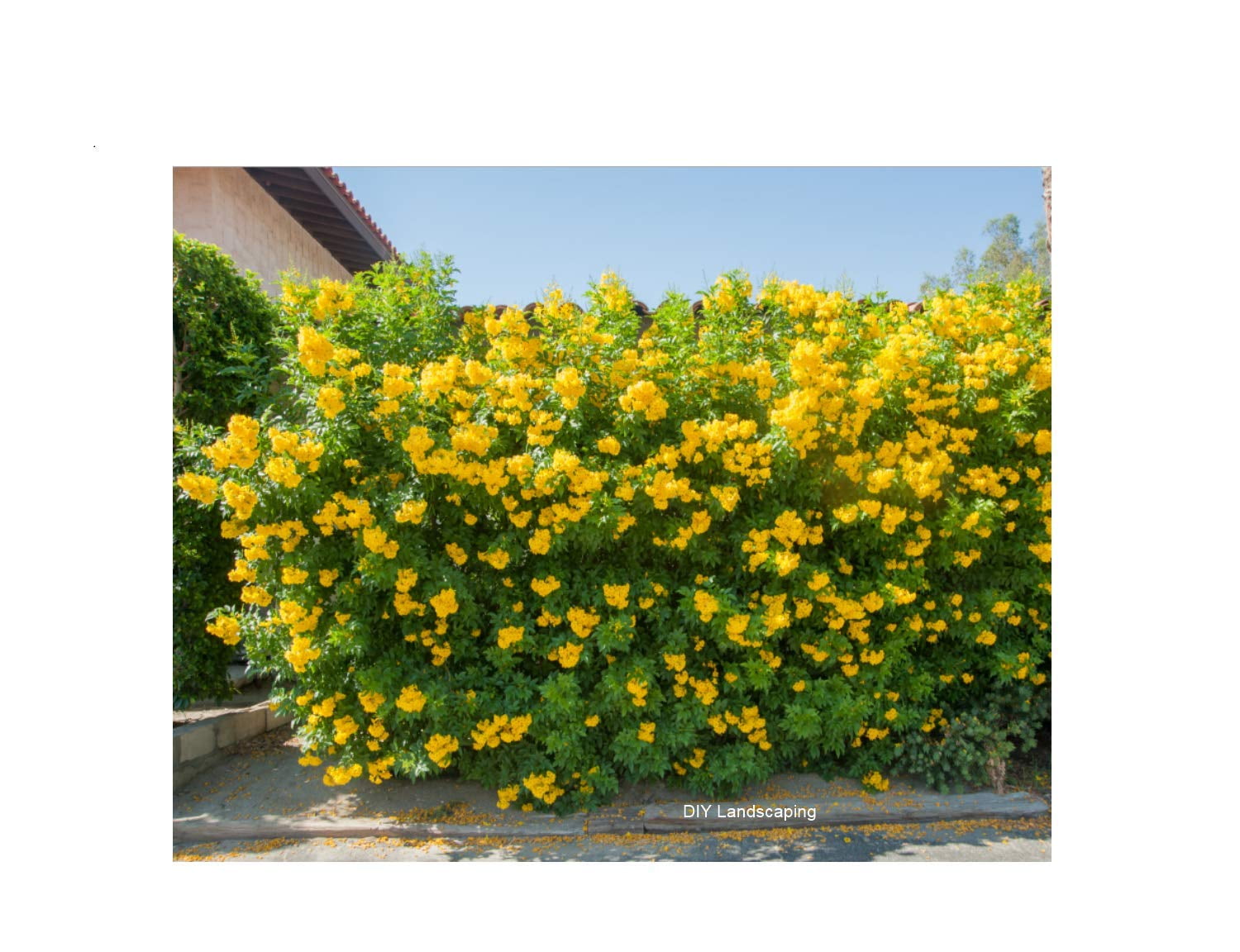 Tecoma Stans, Yellow Elder, Esperanza ,Texas Yellow Bells 25+ FRESH ...